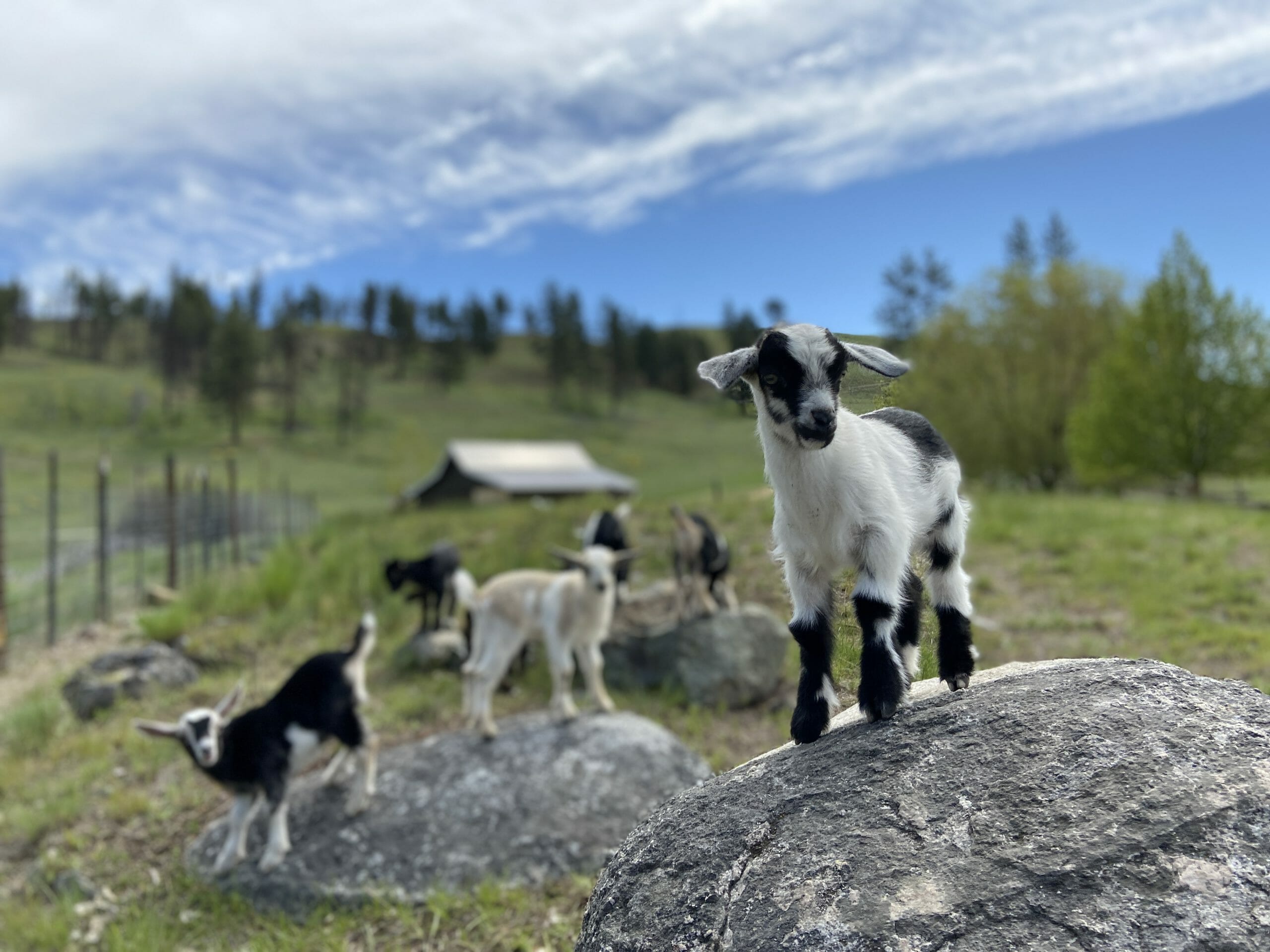 Goats - Crocus Bluff Farms