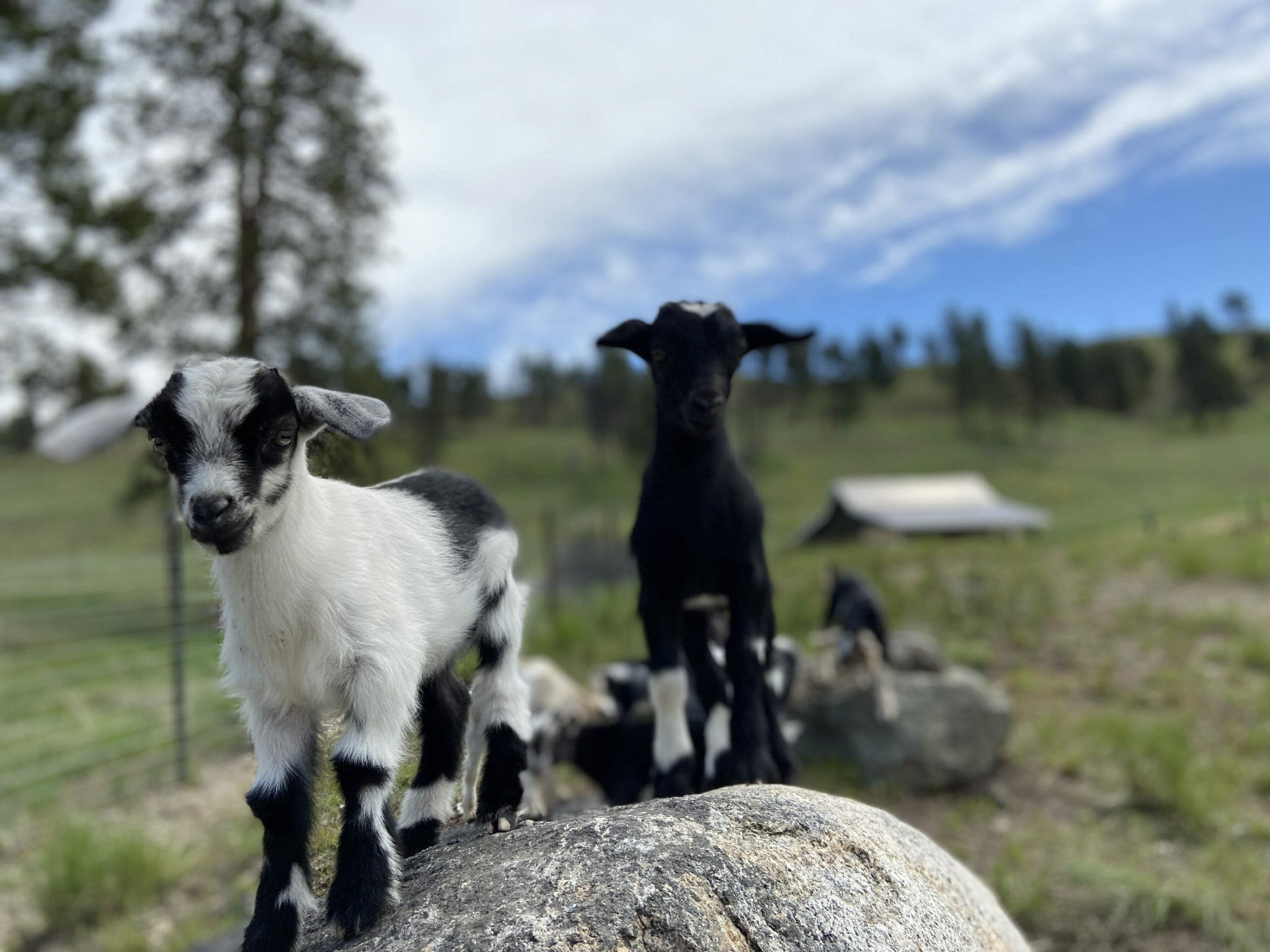 Goats - Crocus Bluff Farms