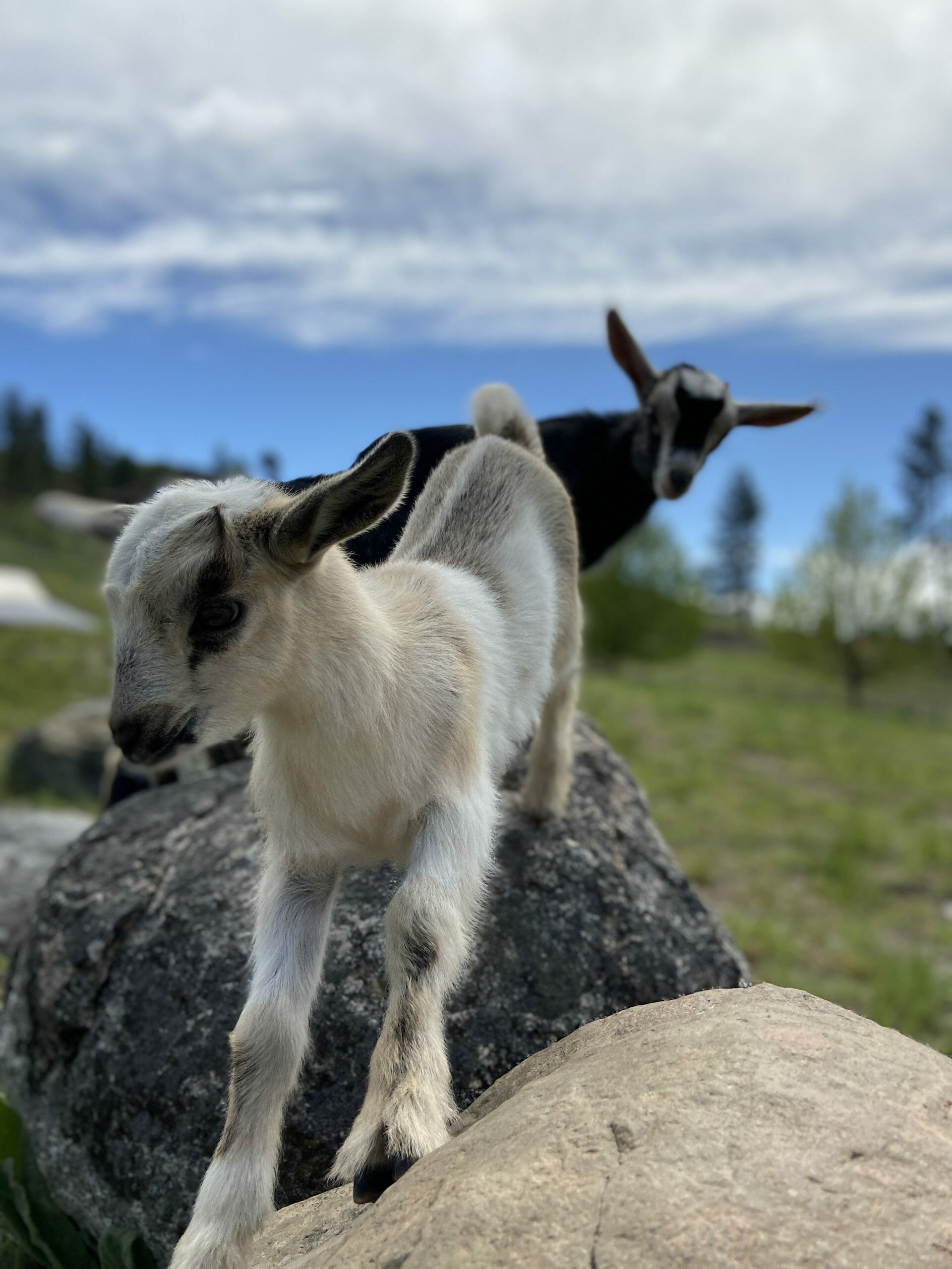 Goats - Crocus Bluff Farms