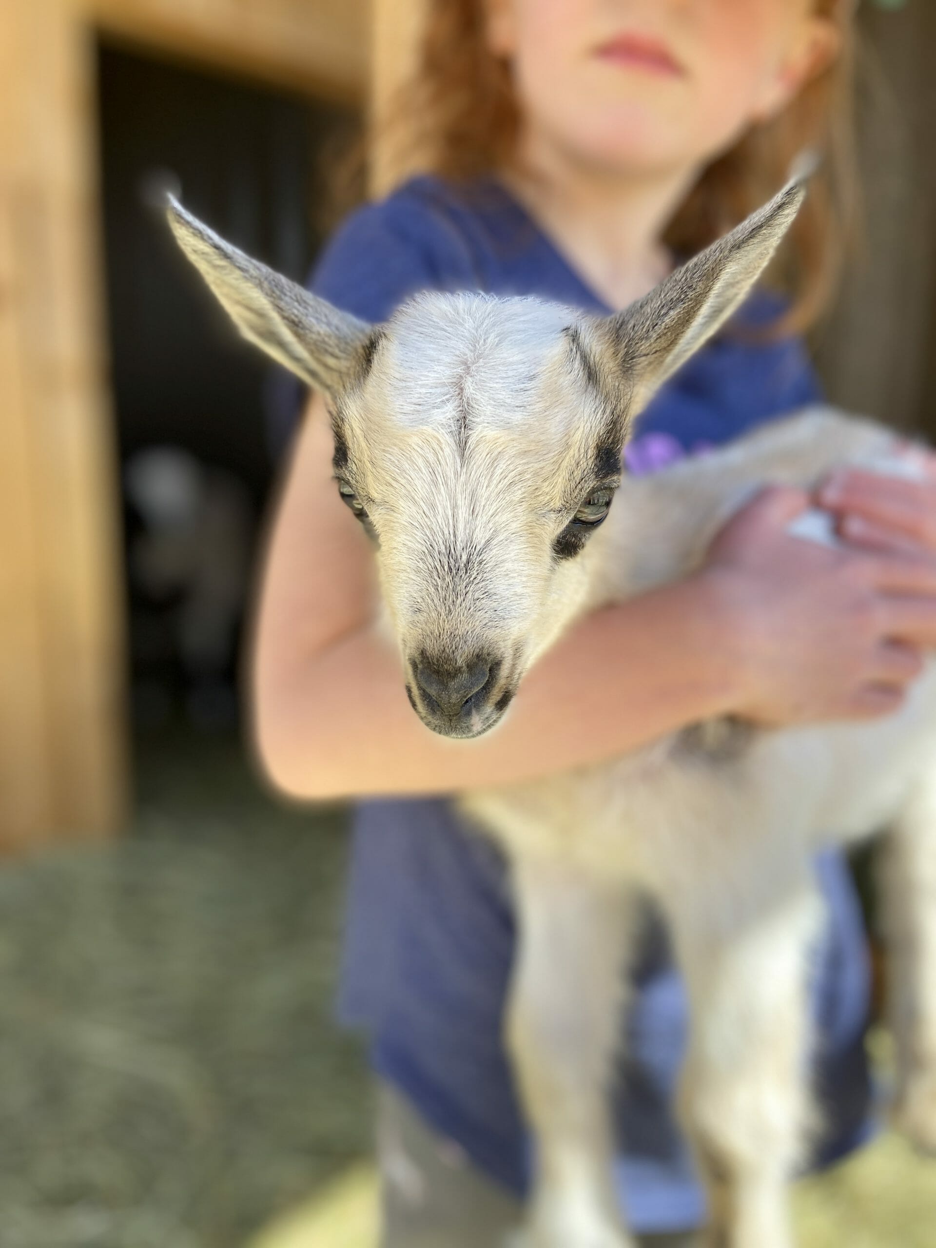 Goats - Crocus Bluff Farms