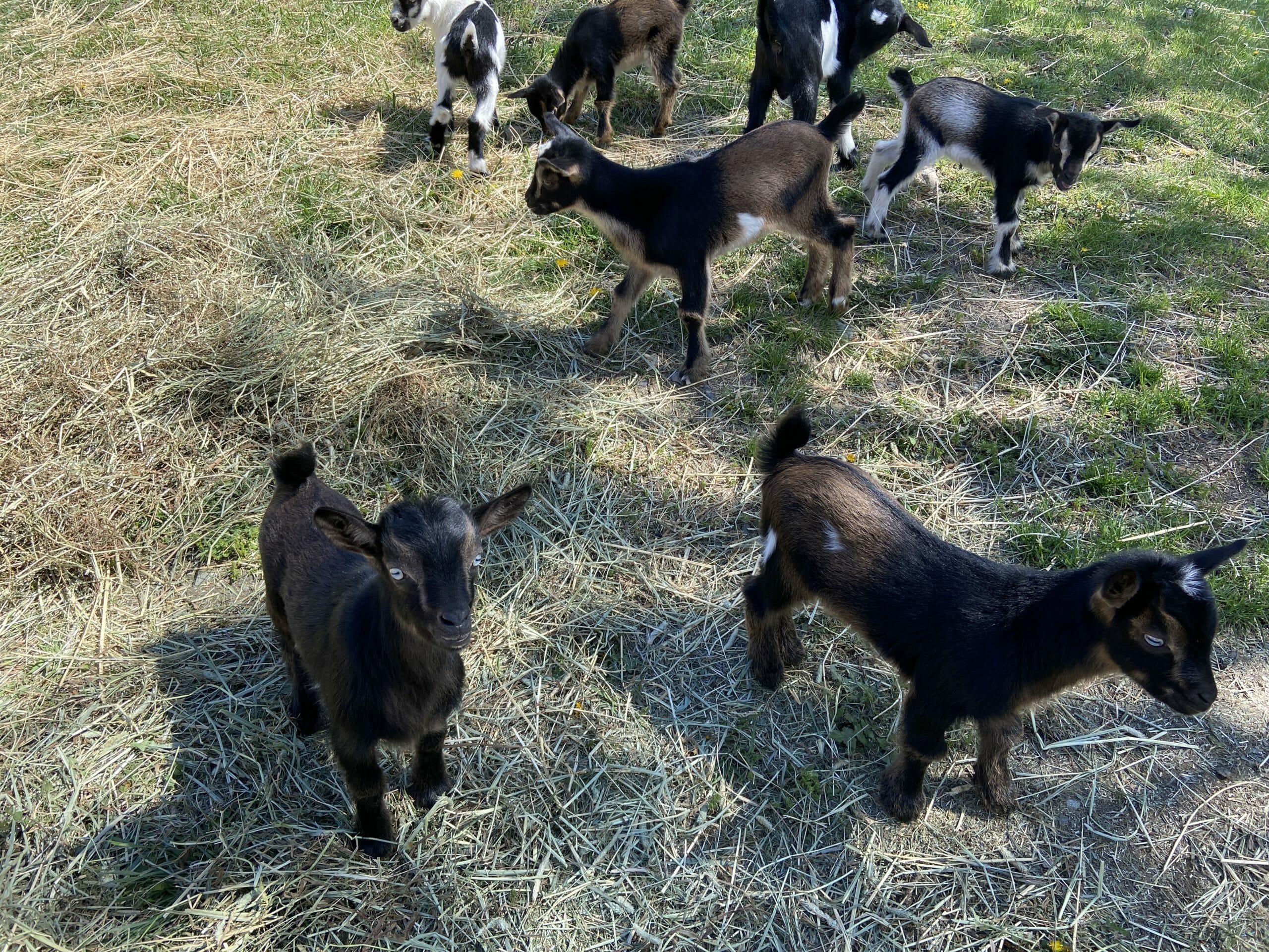 Goats - Crocus Bluff Farms