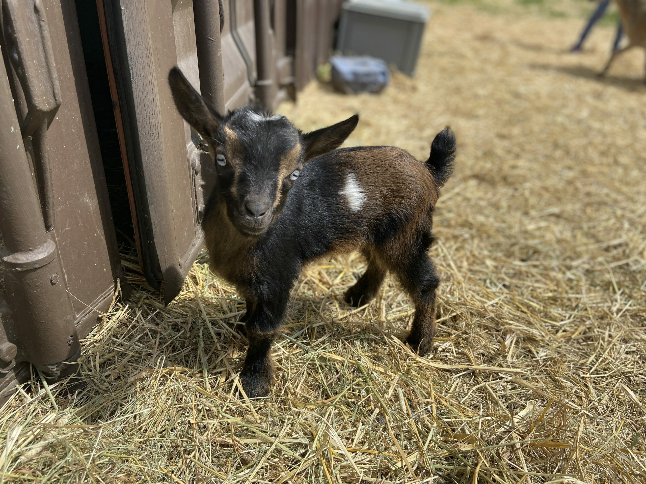 Goats - Crocus Bluff Farms