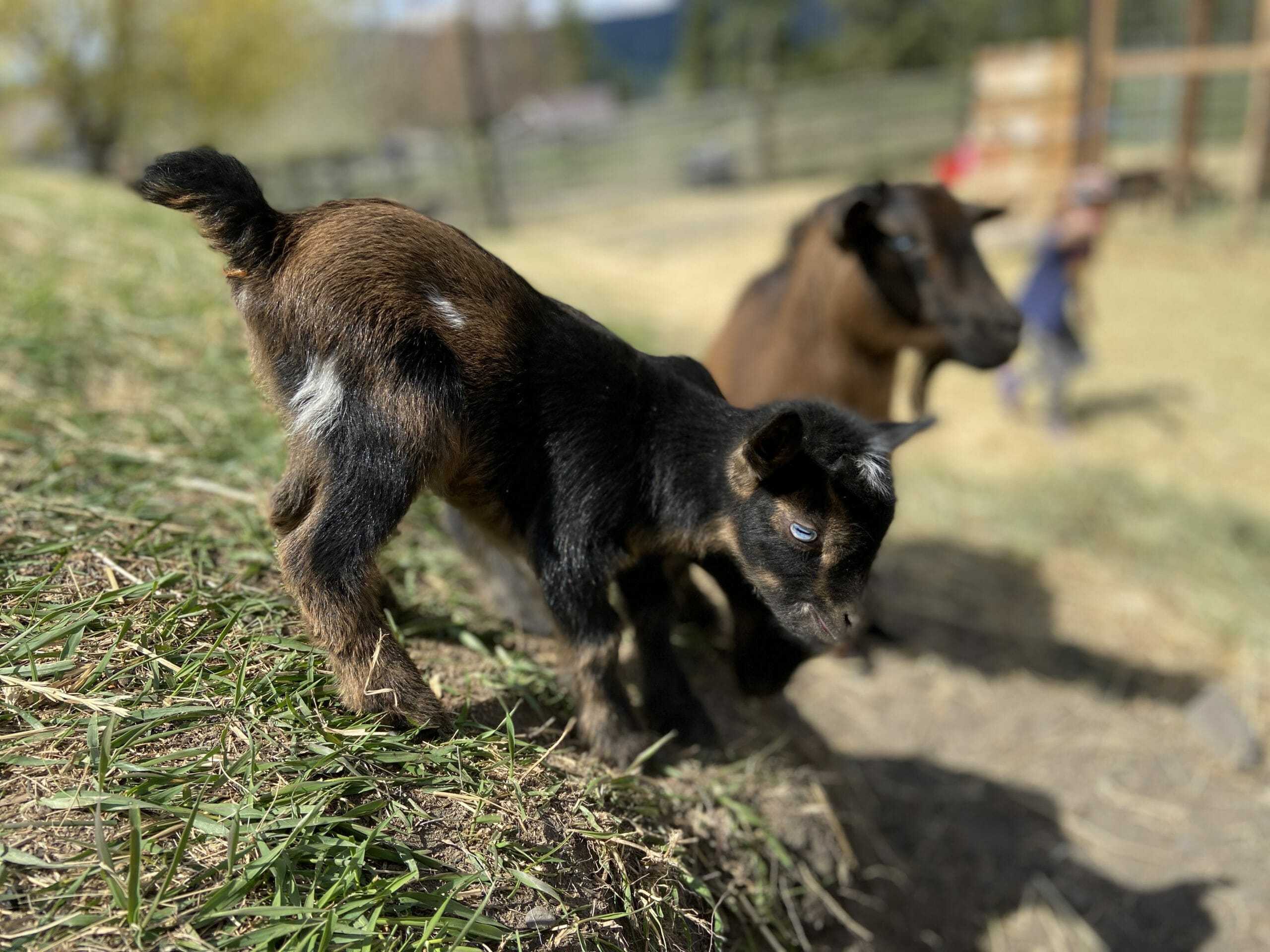 Goats - Crocus Bluff Farms