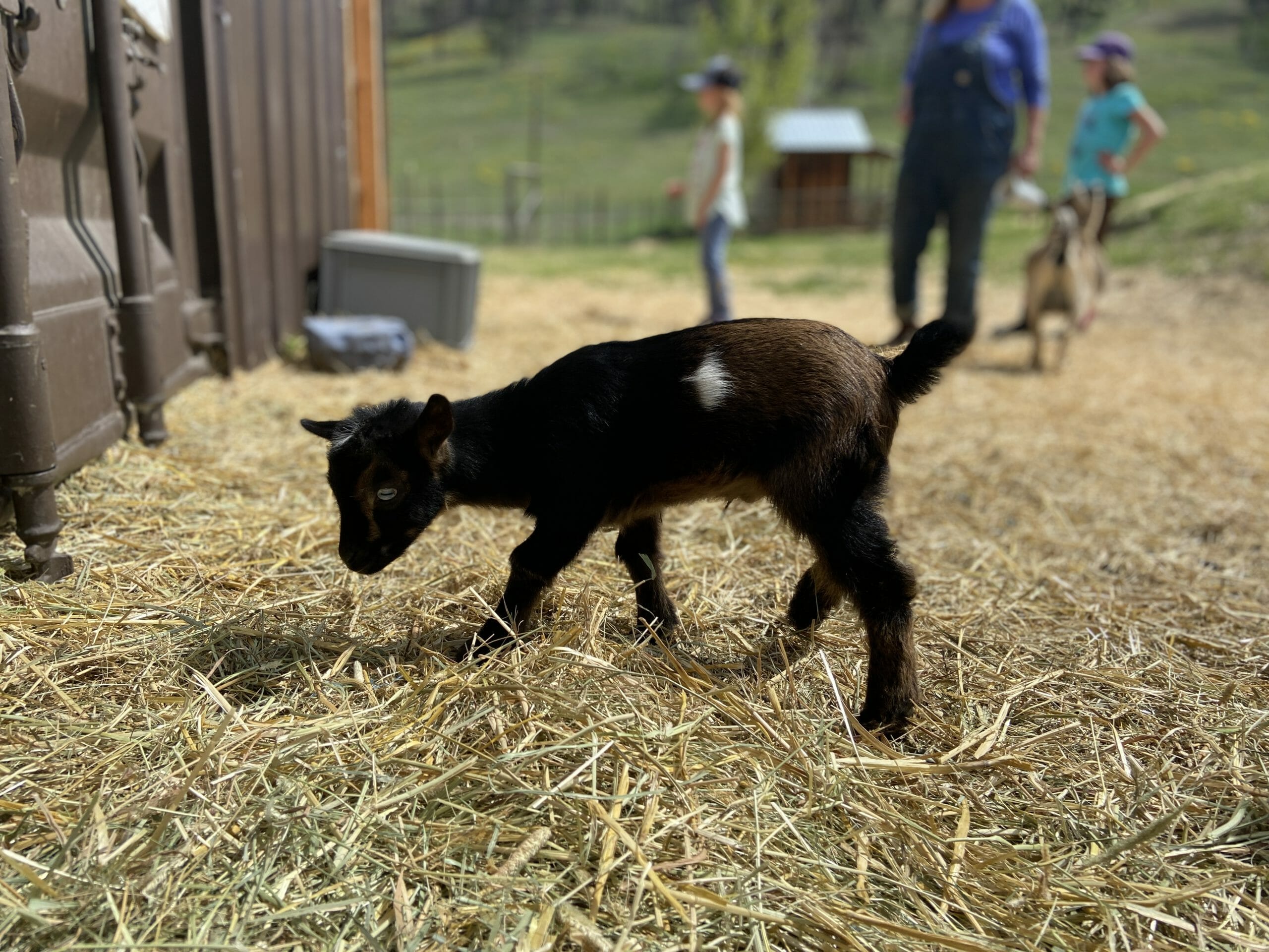 Goats - Crocus Bluff Farms