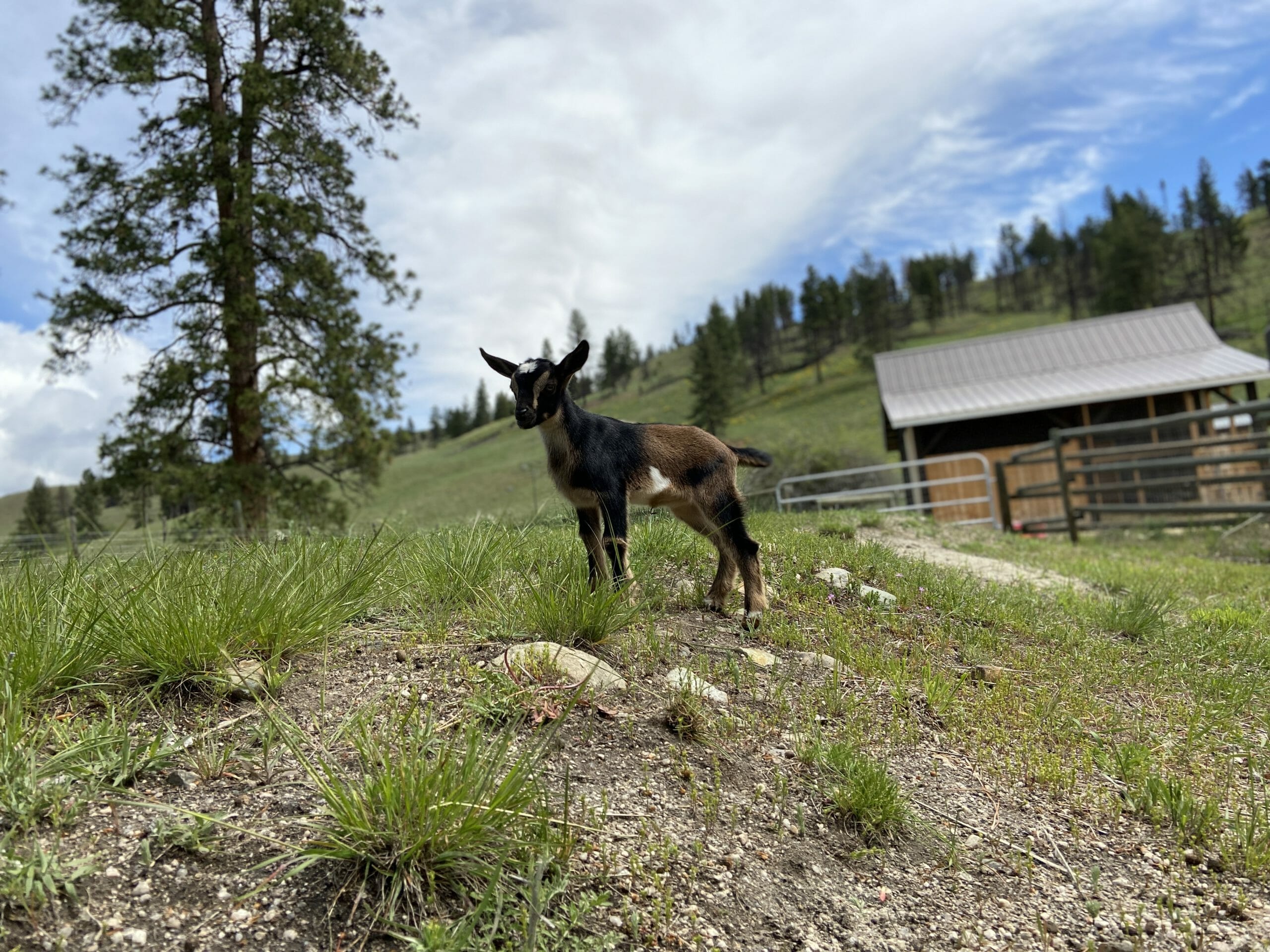 Goats - Crocus Bluff Farms