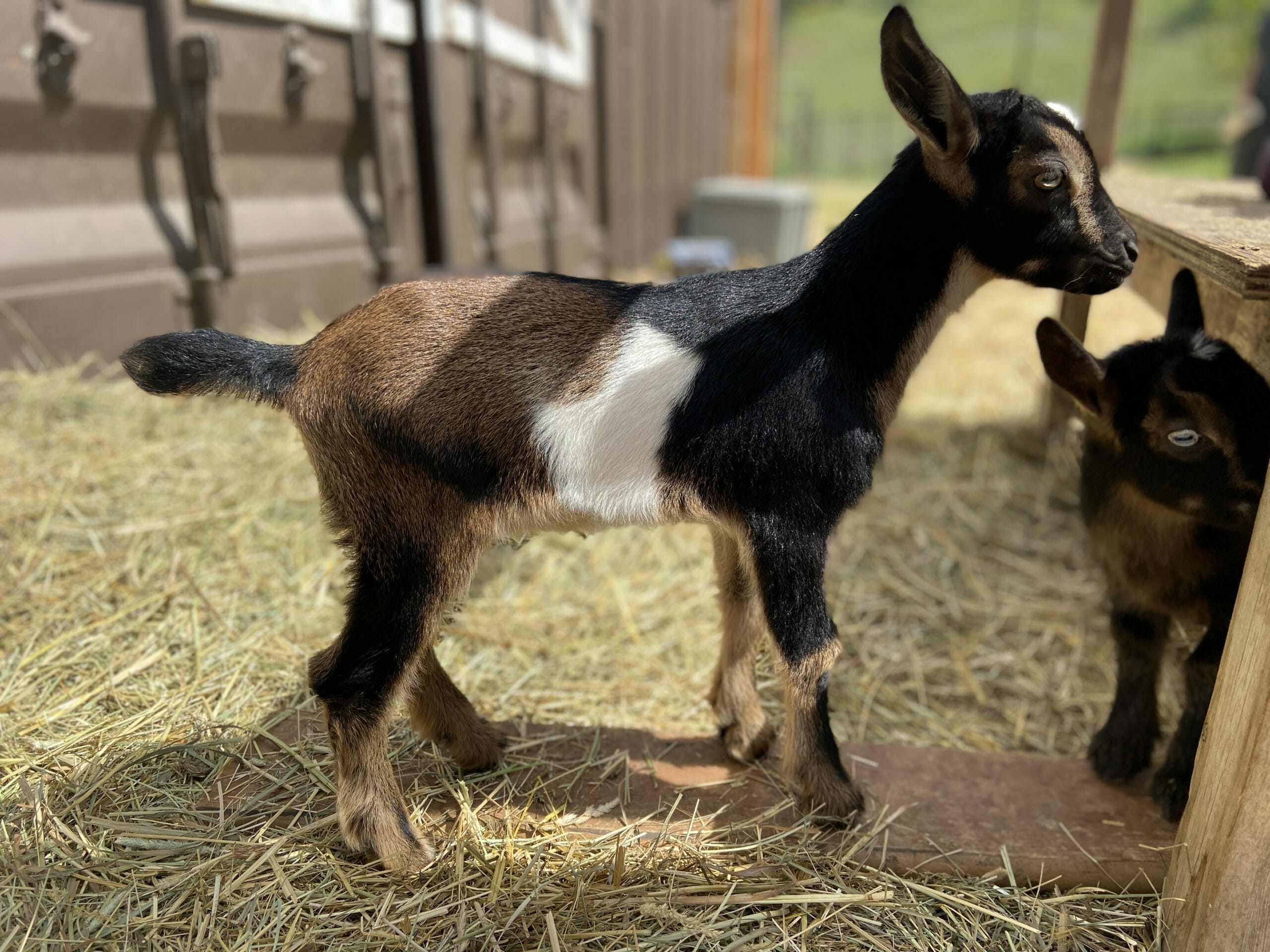 Goats - Crocus Bluff Farms