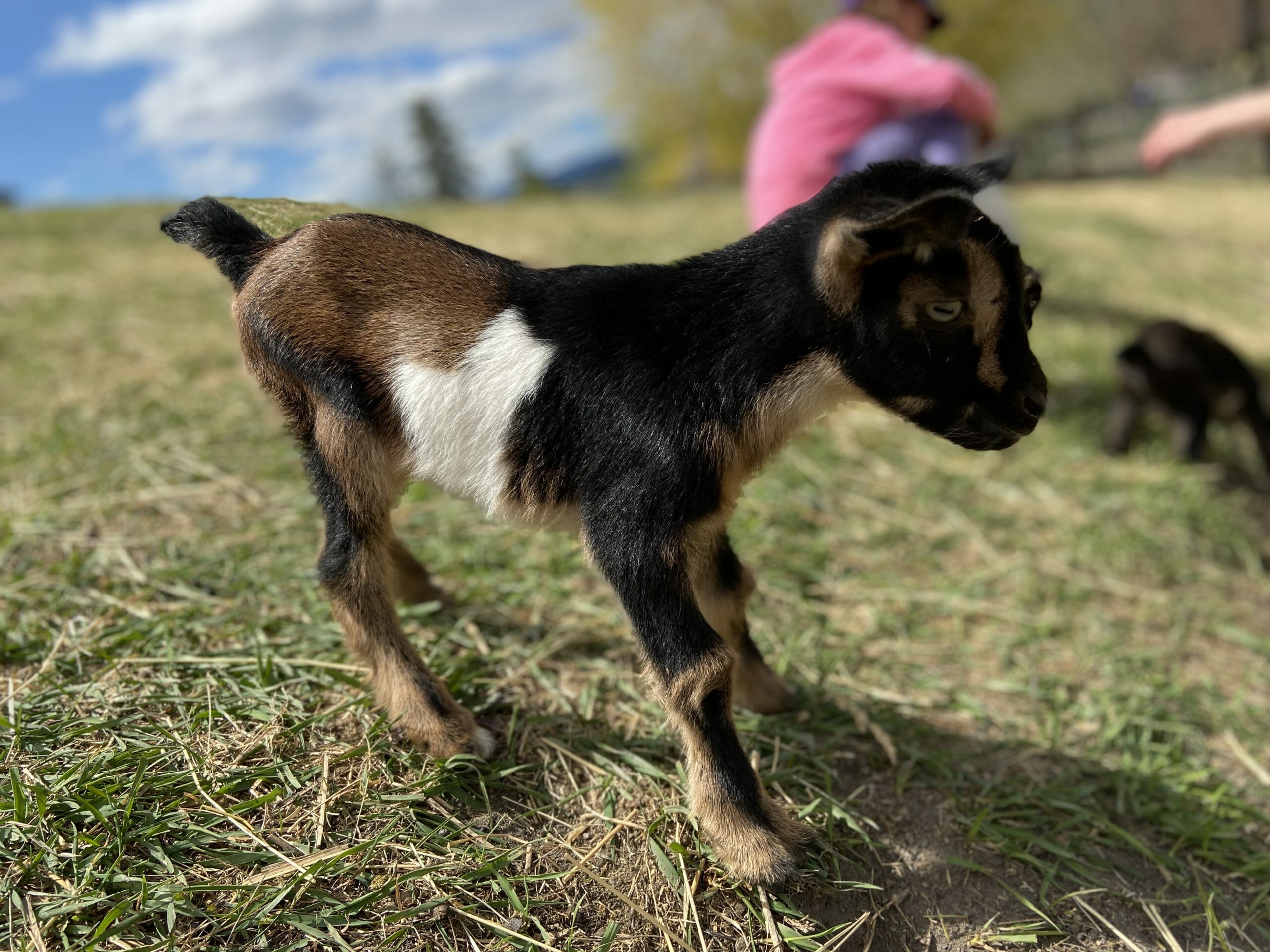 Goats - Crocus Bluff Farms