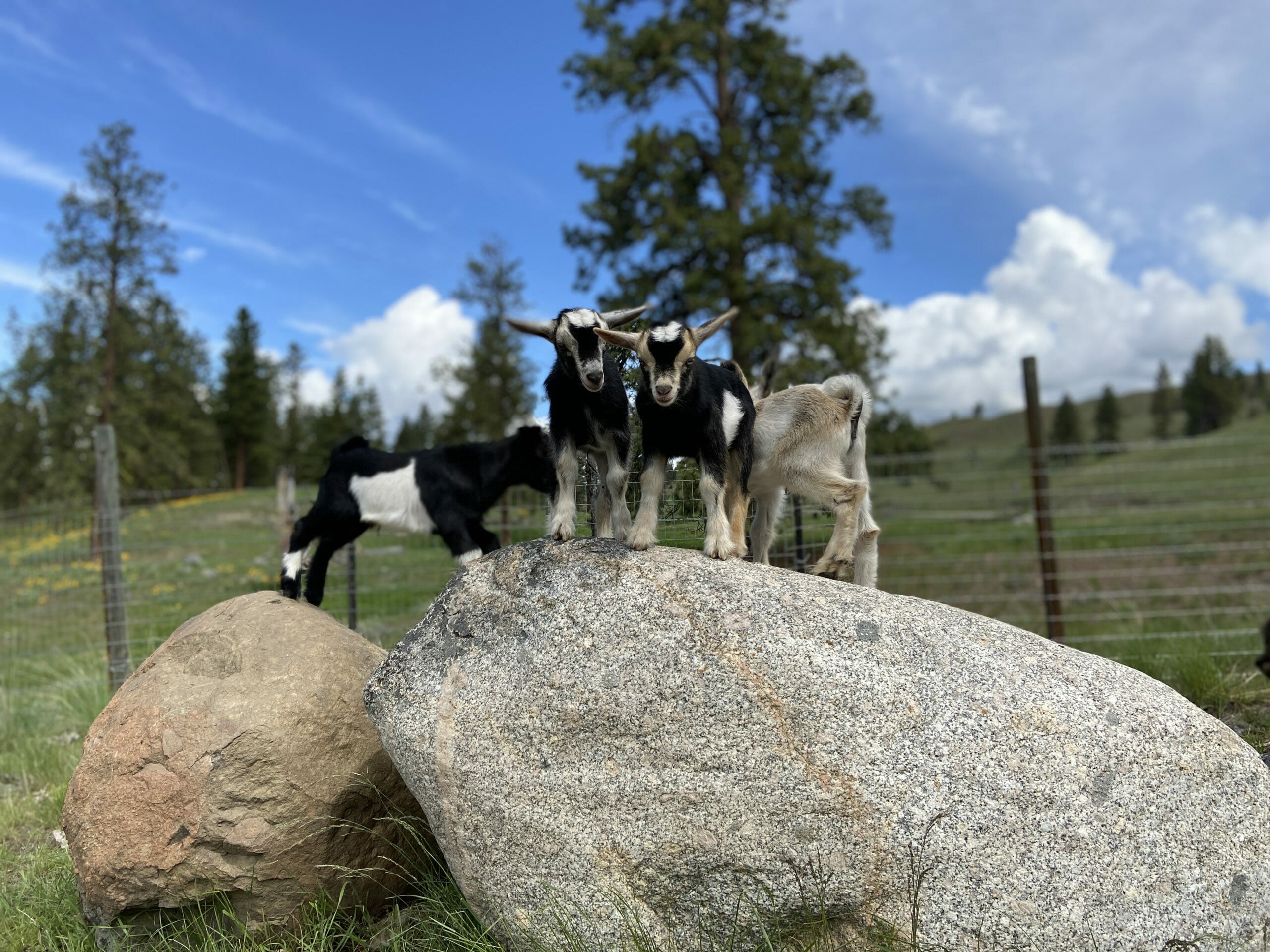 Goats - Crocus Bluff Farms
