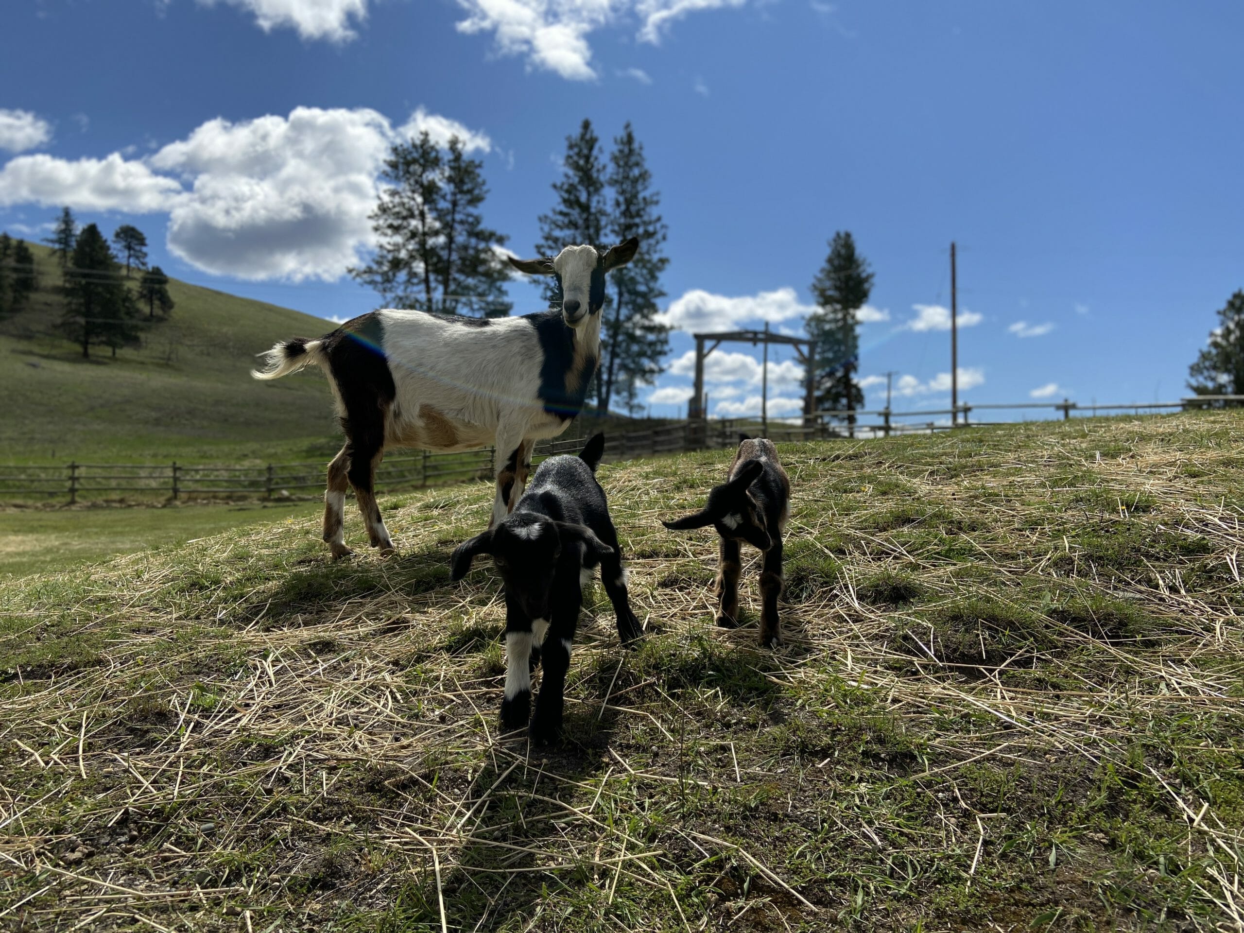 Goats - Crocus Bluff Farms