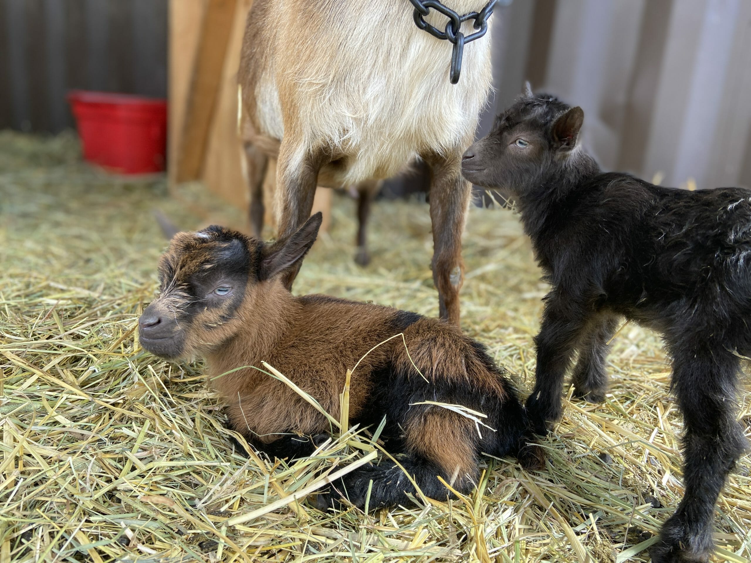 Goats - Crocus Bluff Farms