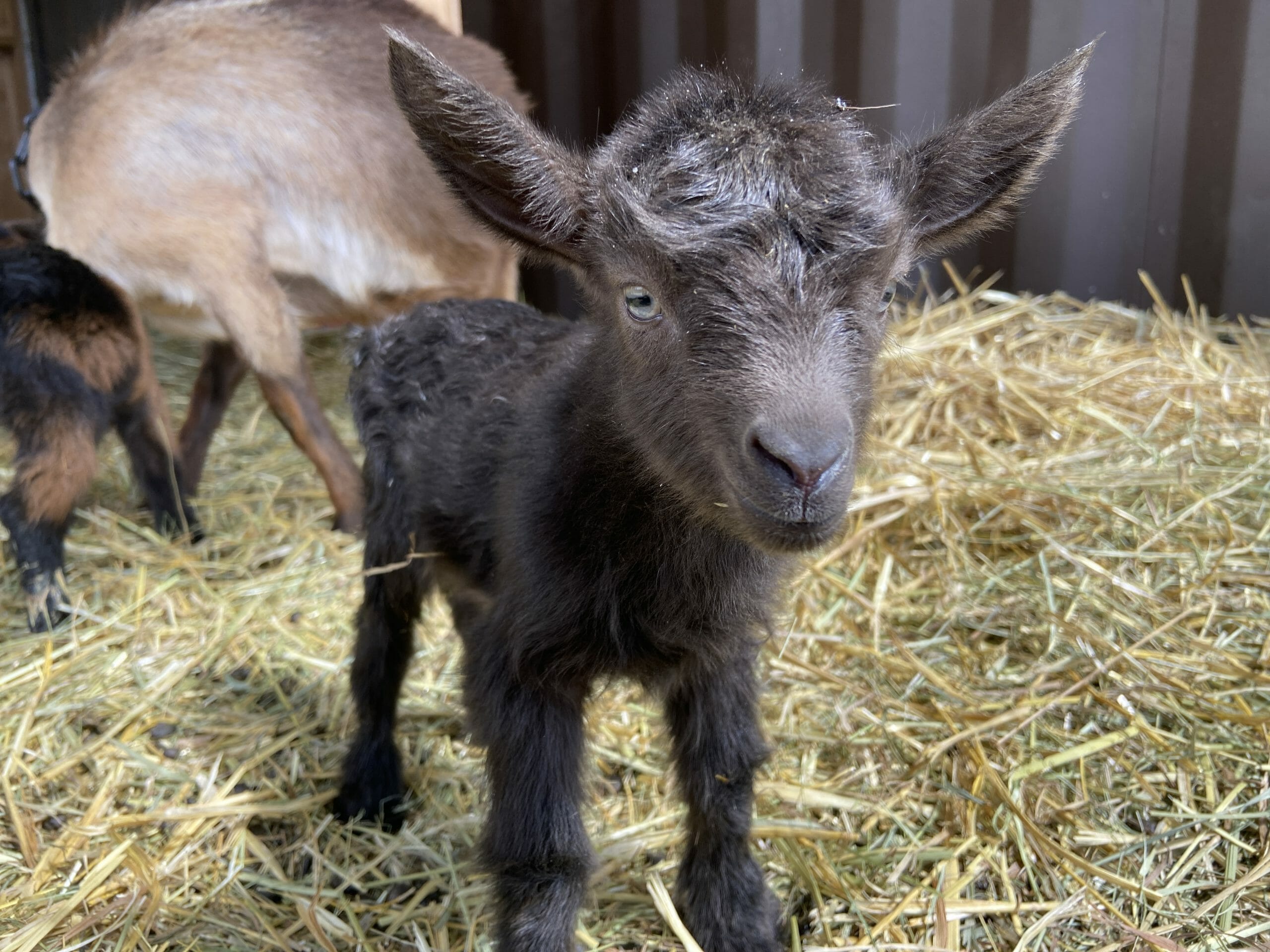 Goats - Crocus Bluff Farms