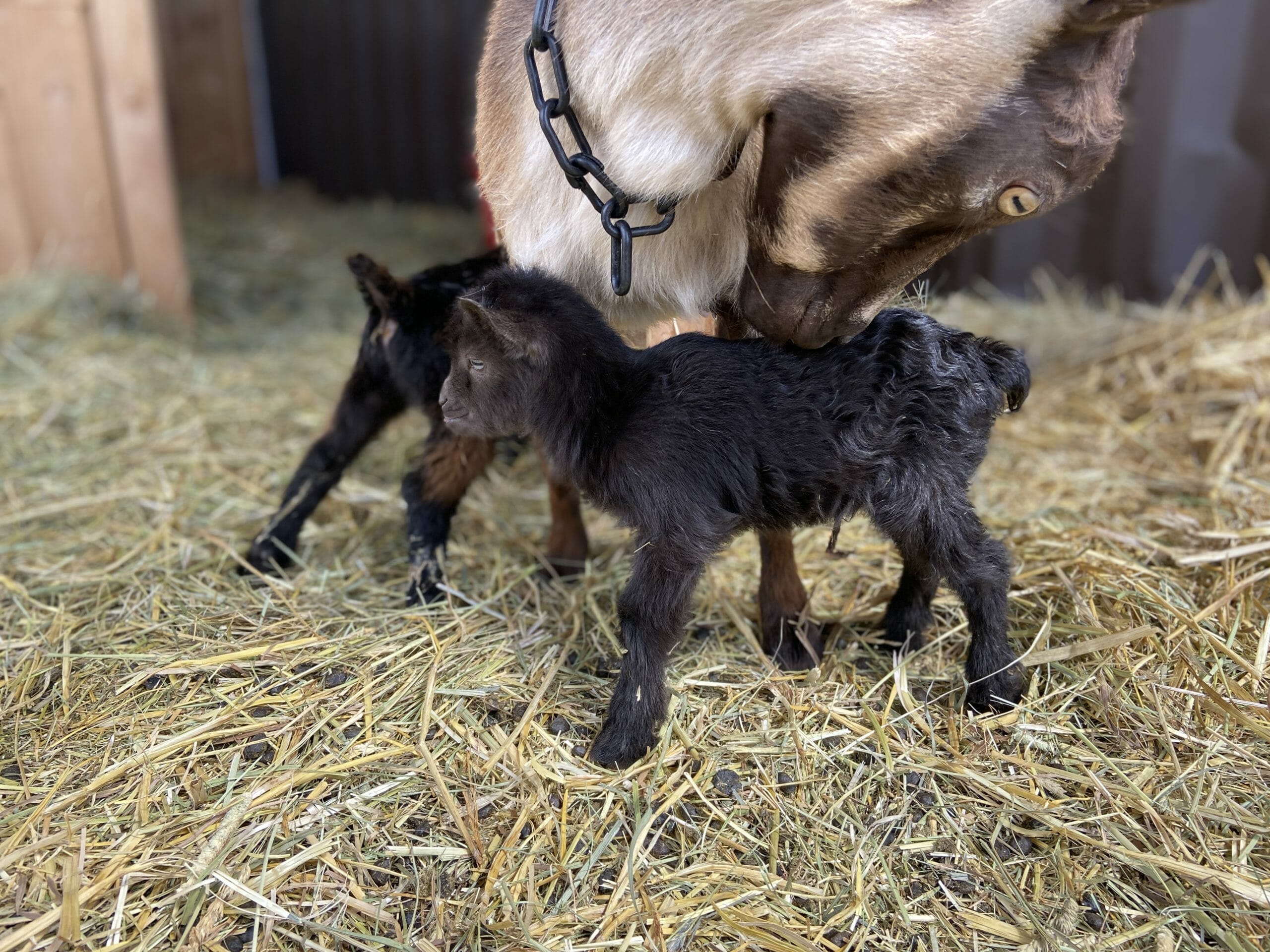 Goats - Crocus Bluff Farms
