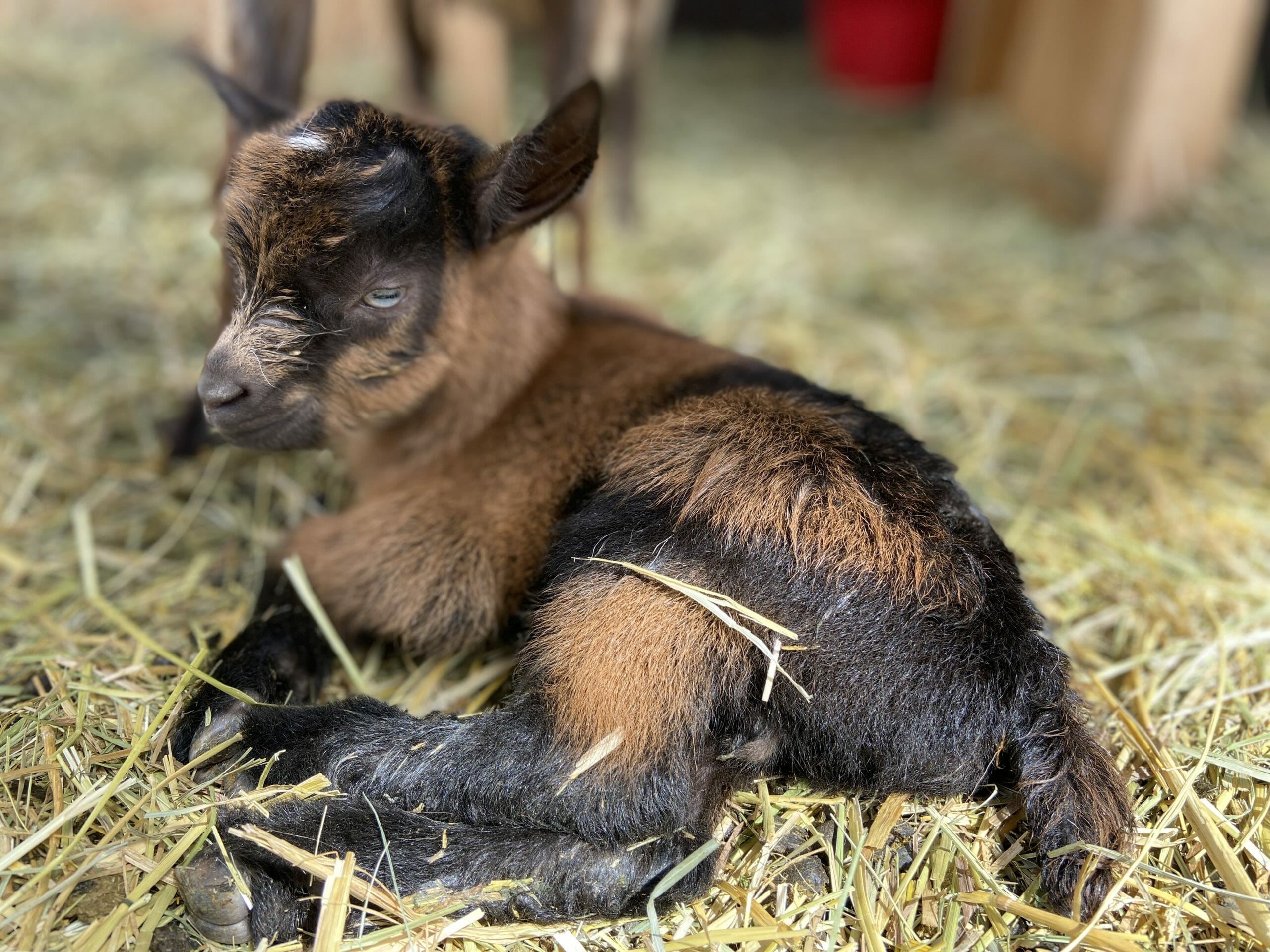 Goats - Crocus Bluff Farms