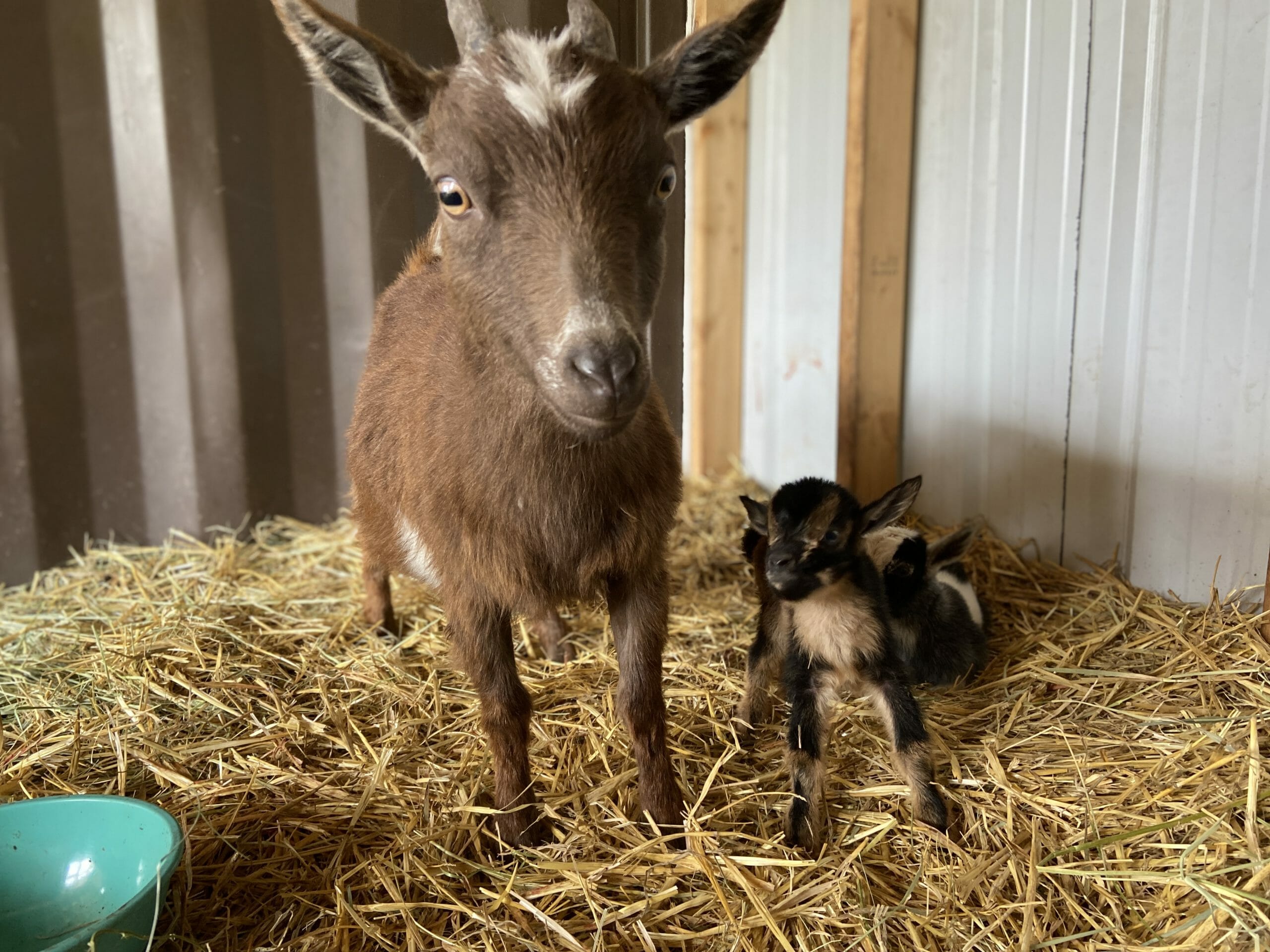 Goats - Crocus Bluff Farms