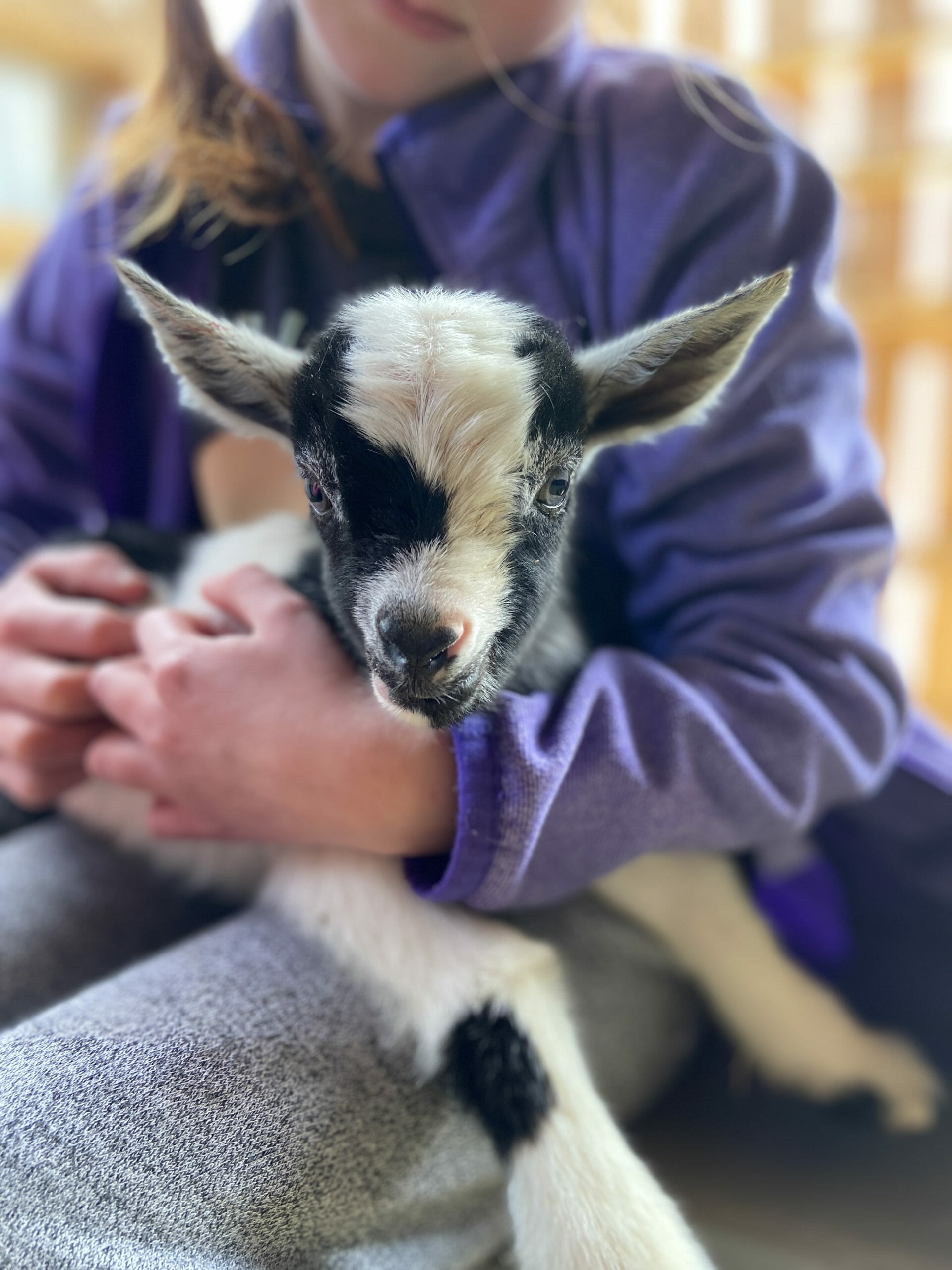 Goats - Crocus Bluff Farms