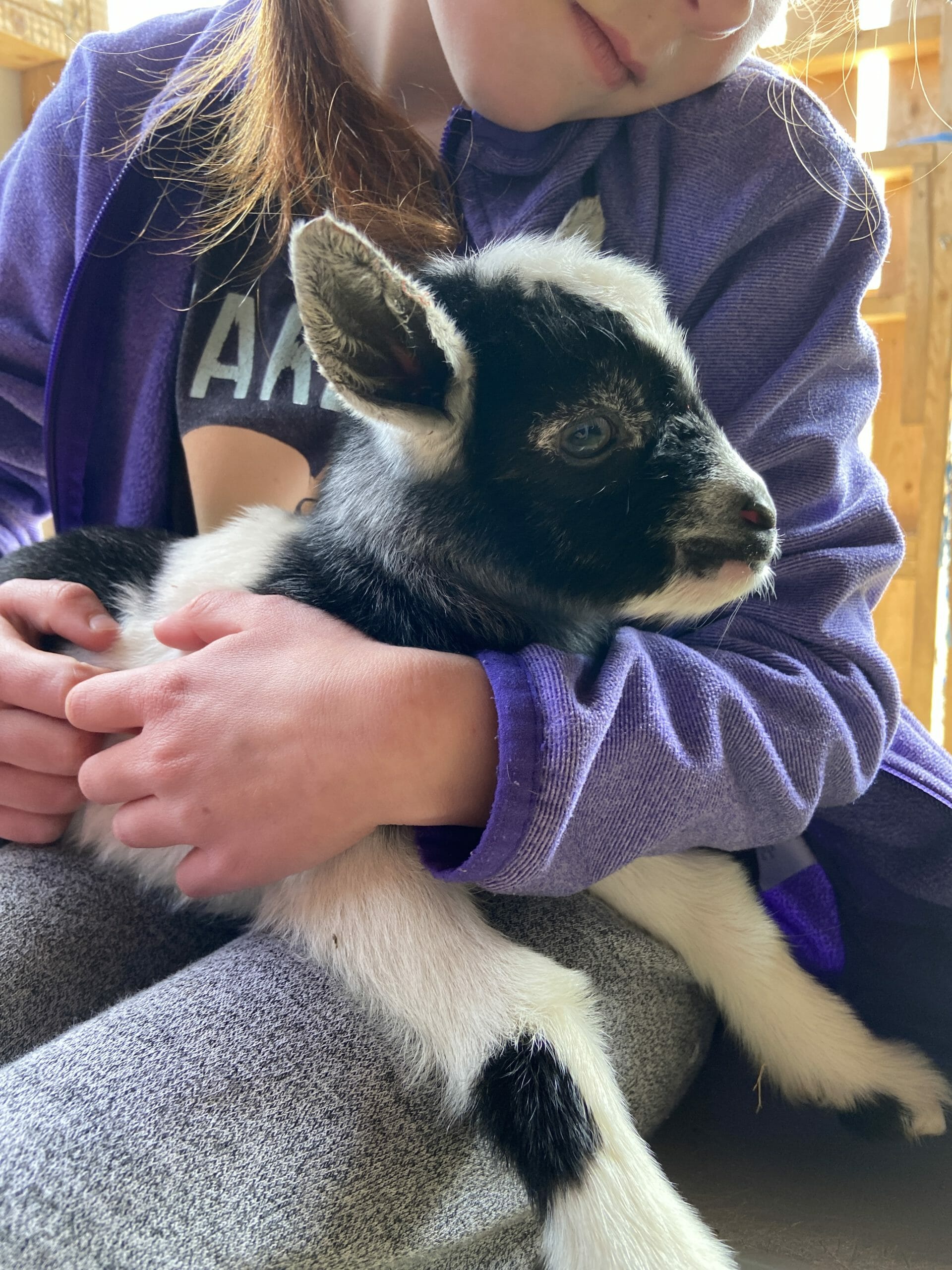 Goats - Crocus Bluff Farms