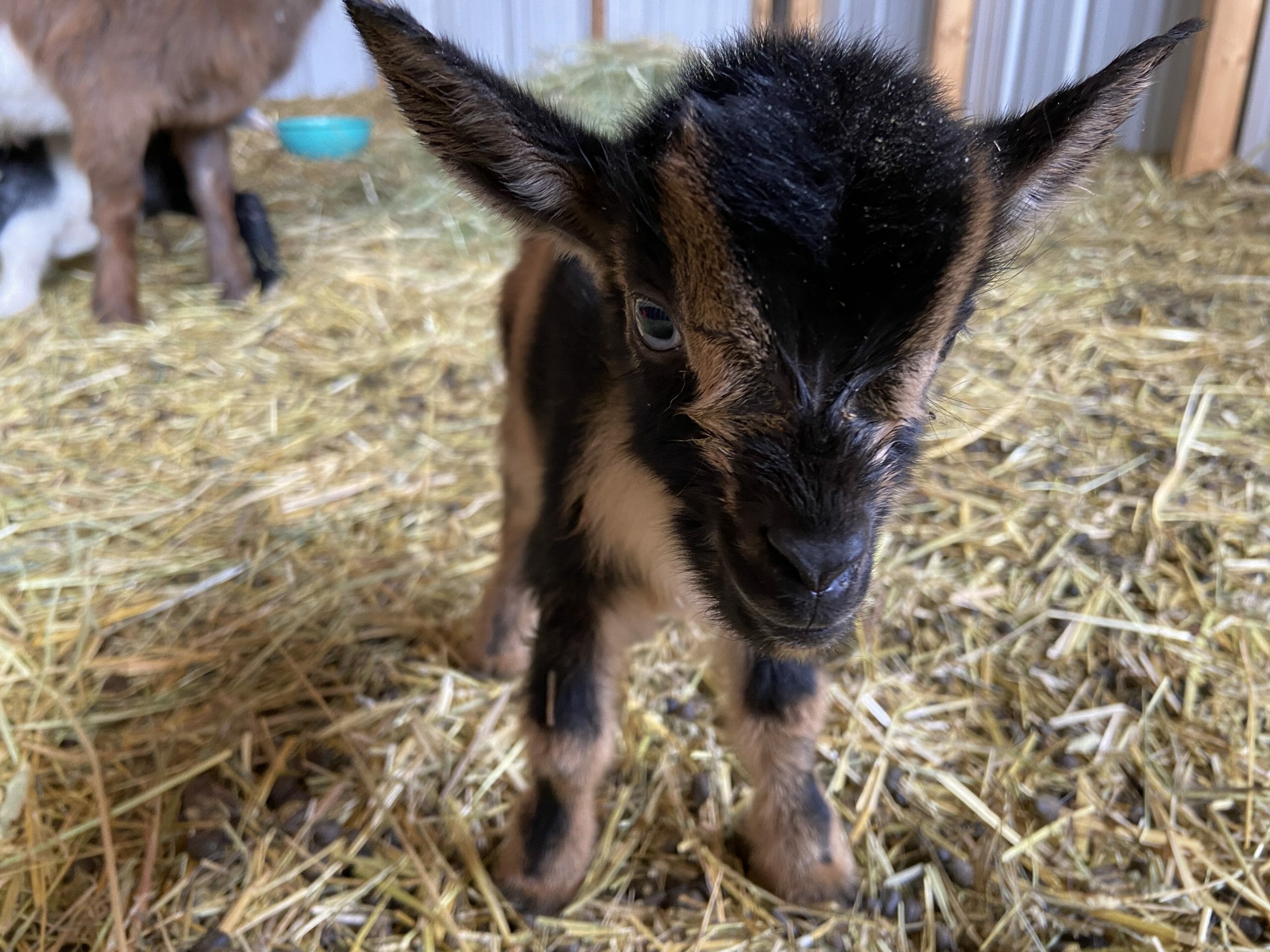 Goats - Crocus Bluff Farms