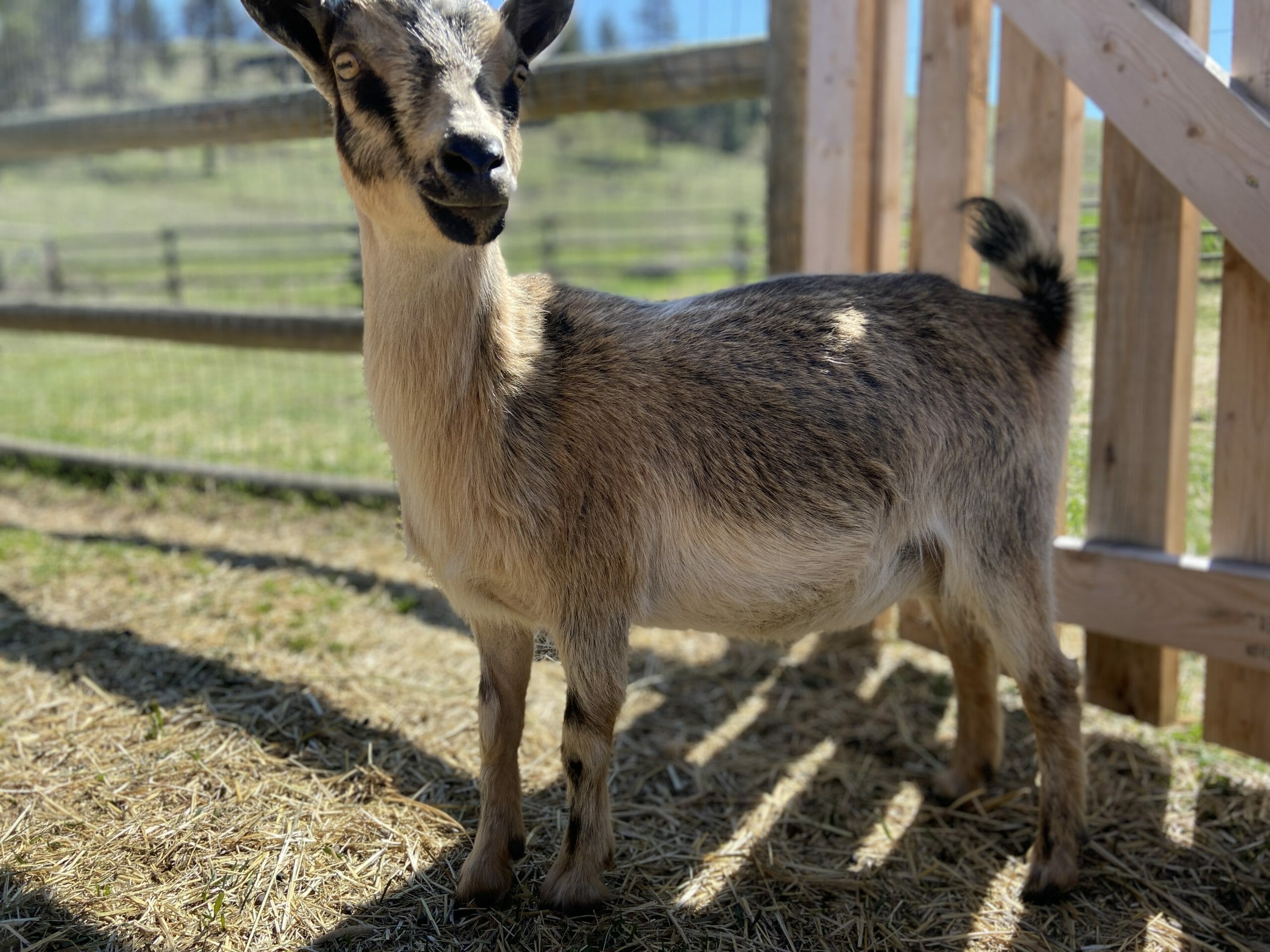 Goats - Crocus Bluff Farms