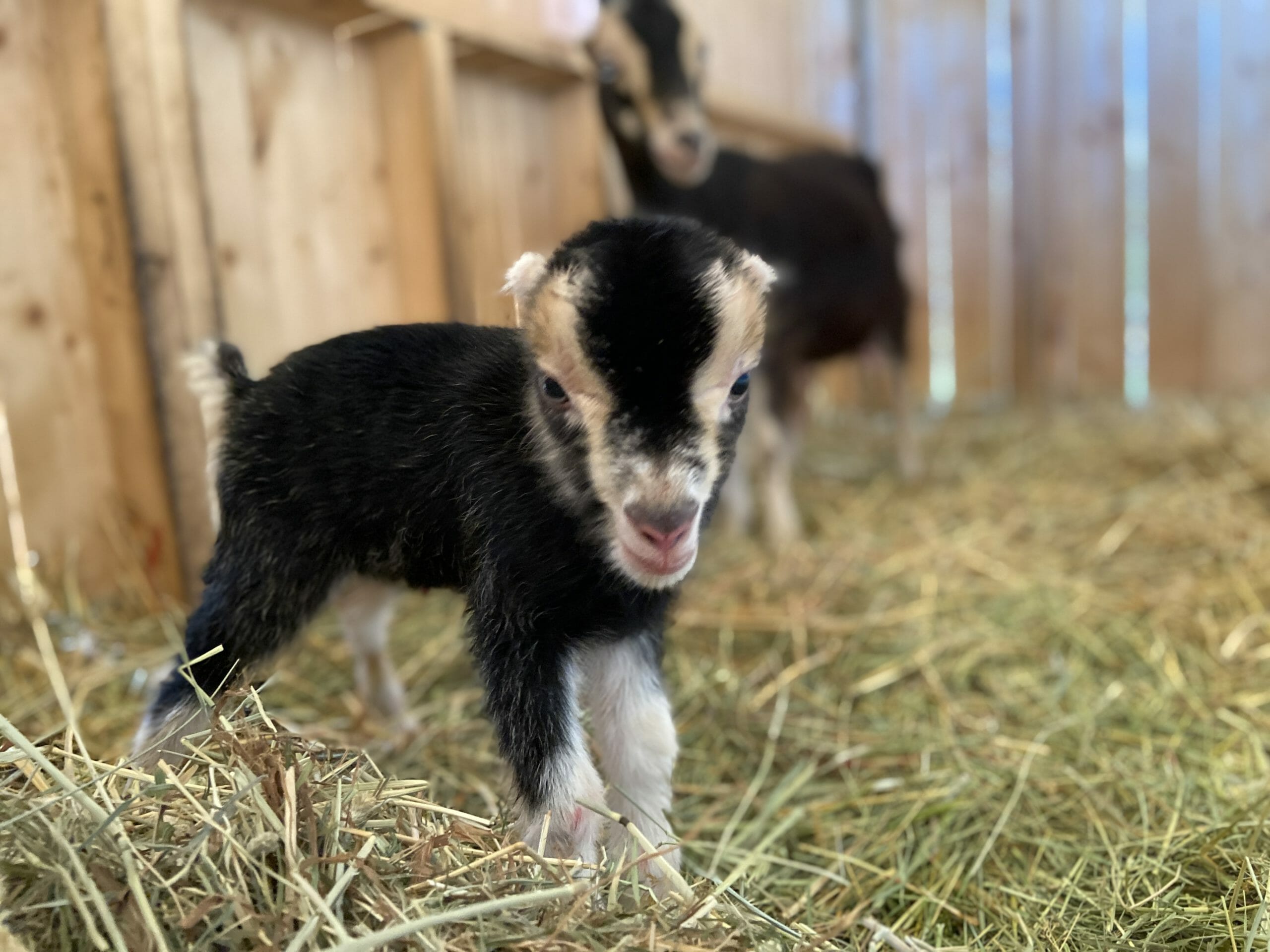 Goats - Crocus Bluff Farms