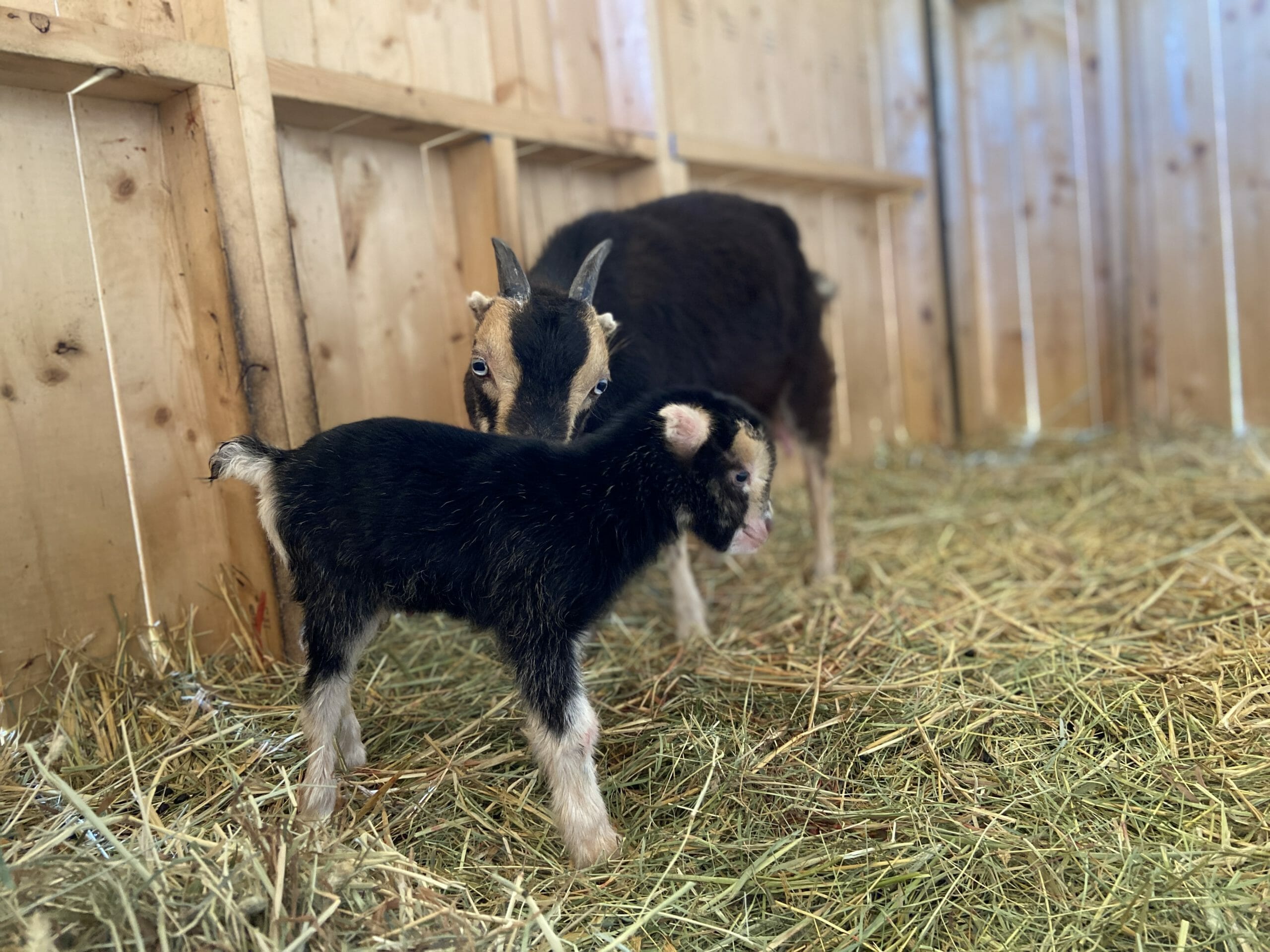 Goats - Crocus Bluff Farms