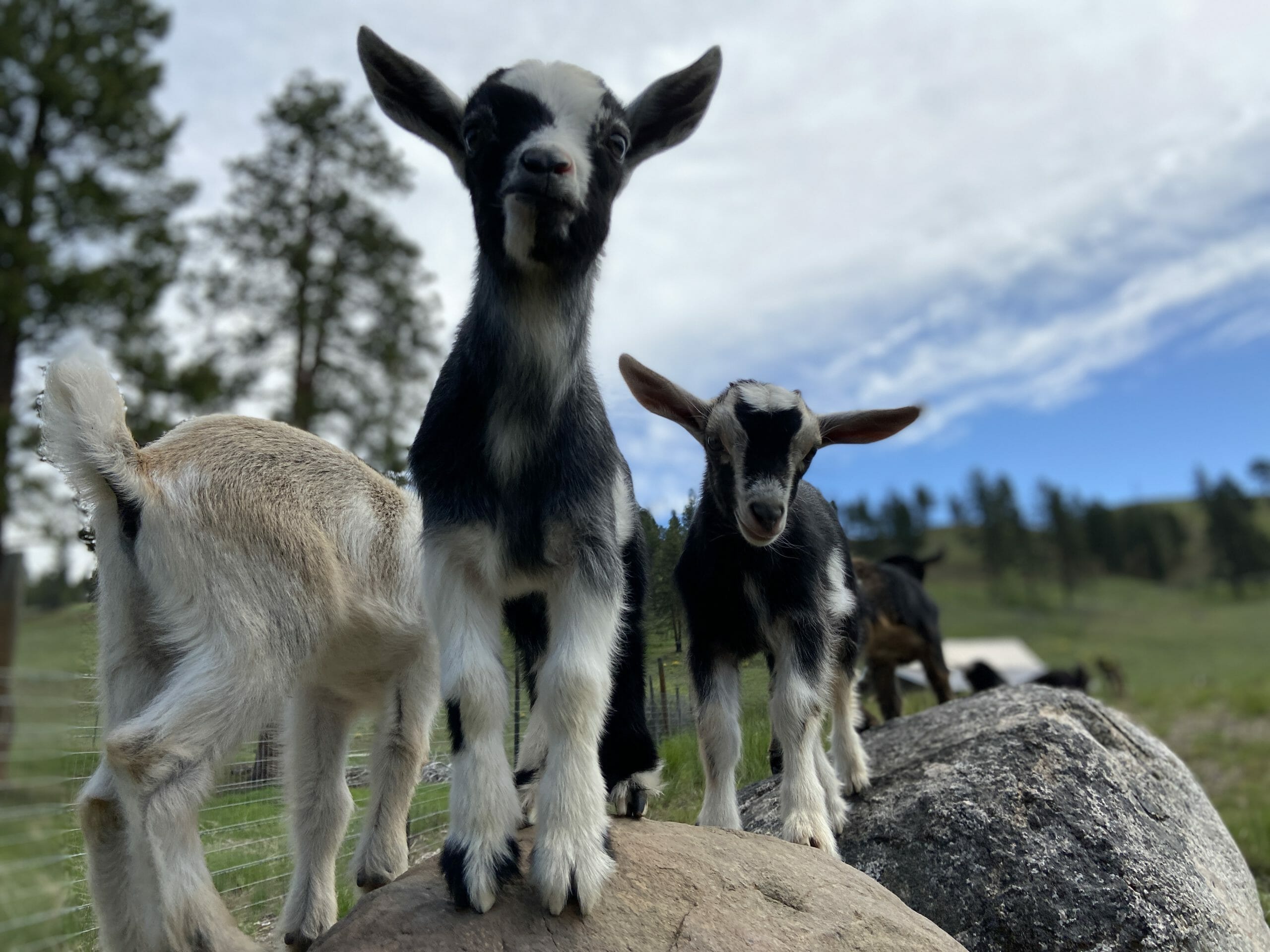 Goats - Crocus Bluff Farms