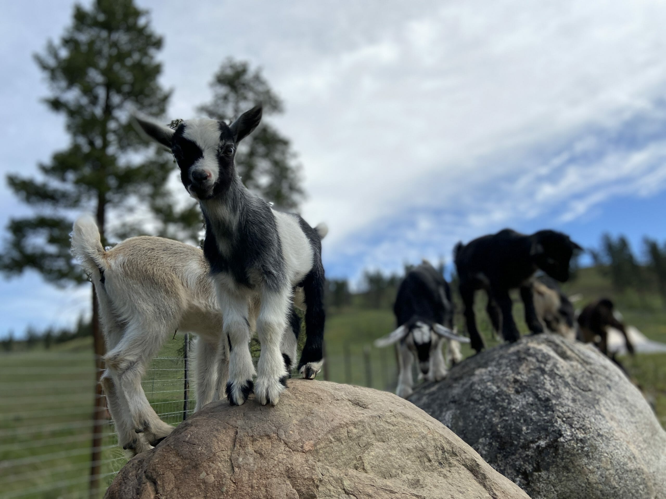 Goats - Crocus Bluff Farms