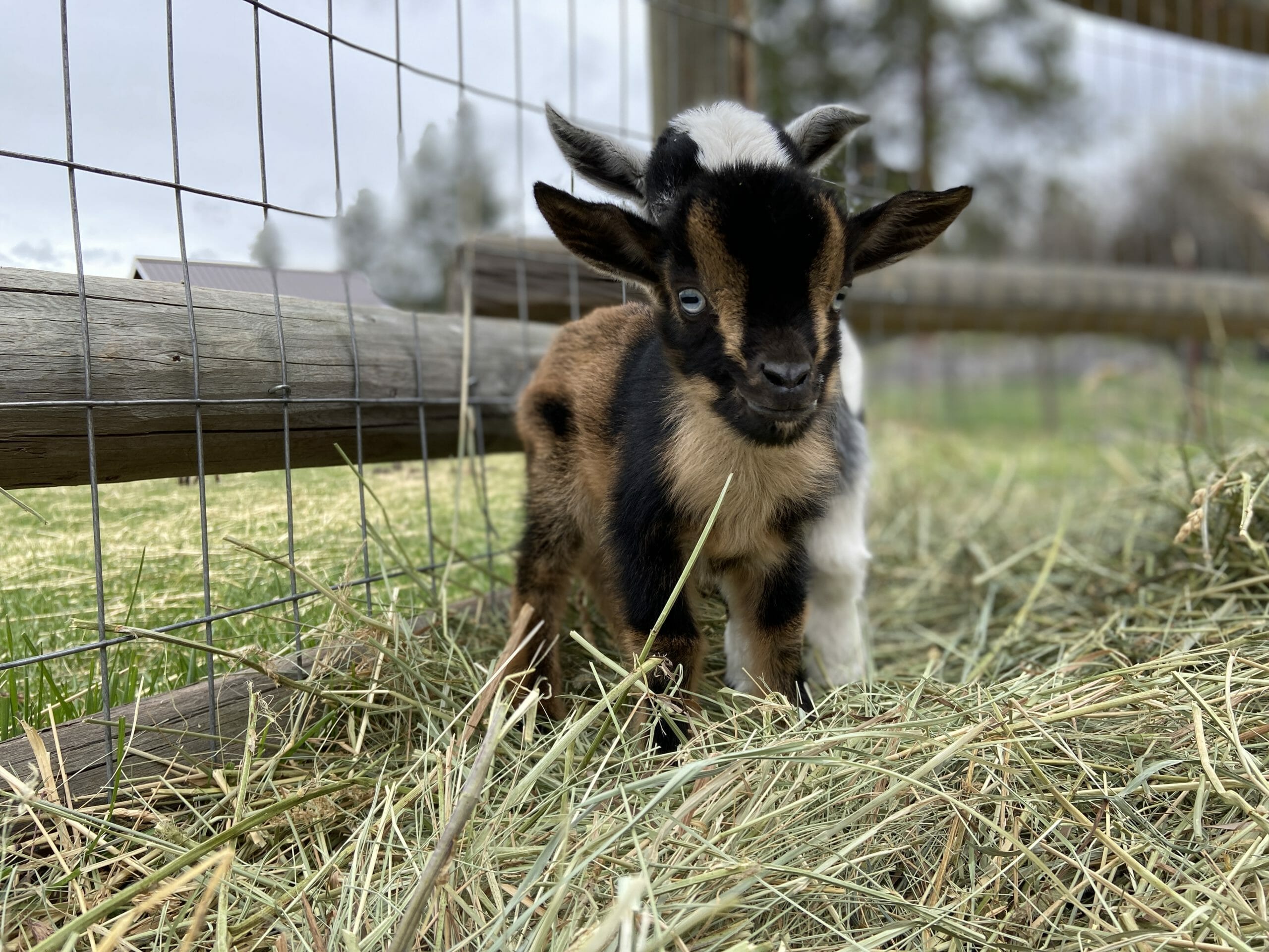 Goats - Crocus Bluff Farms