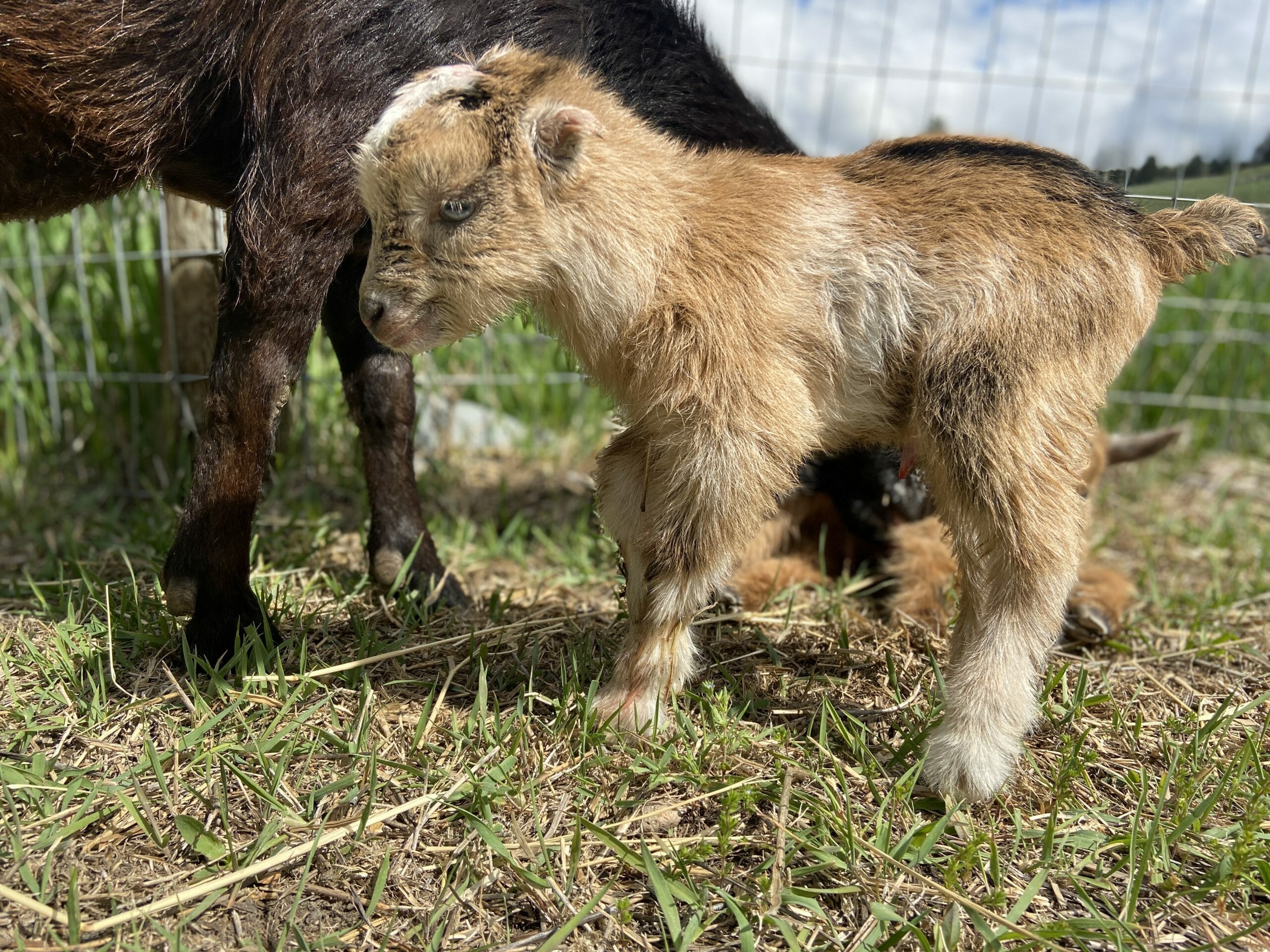 Goats - Crocus Bluff Farms