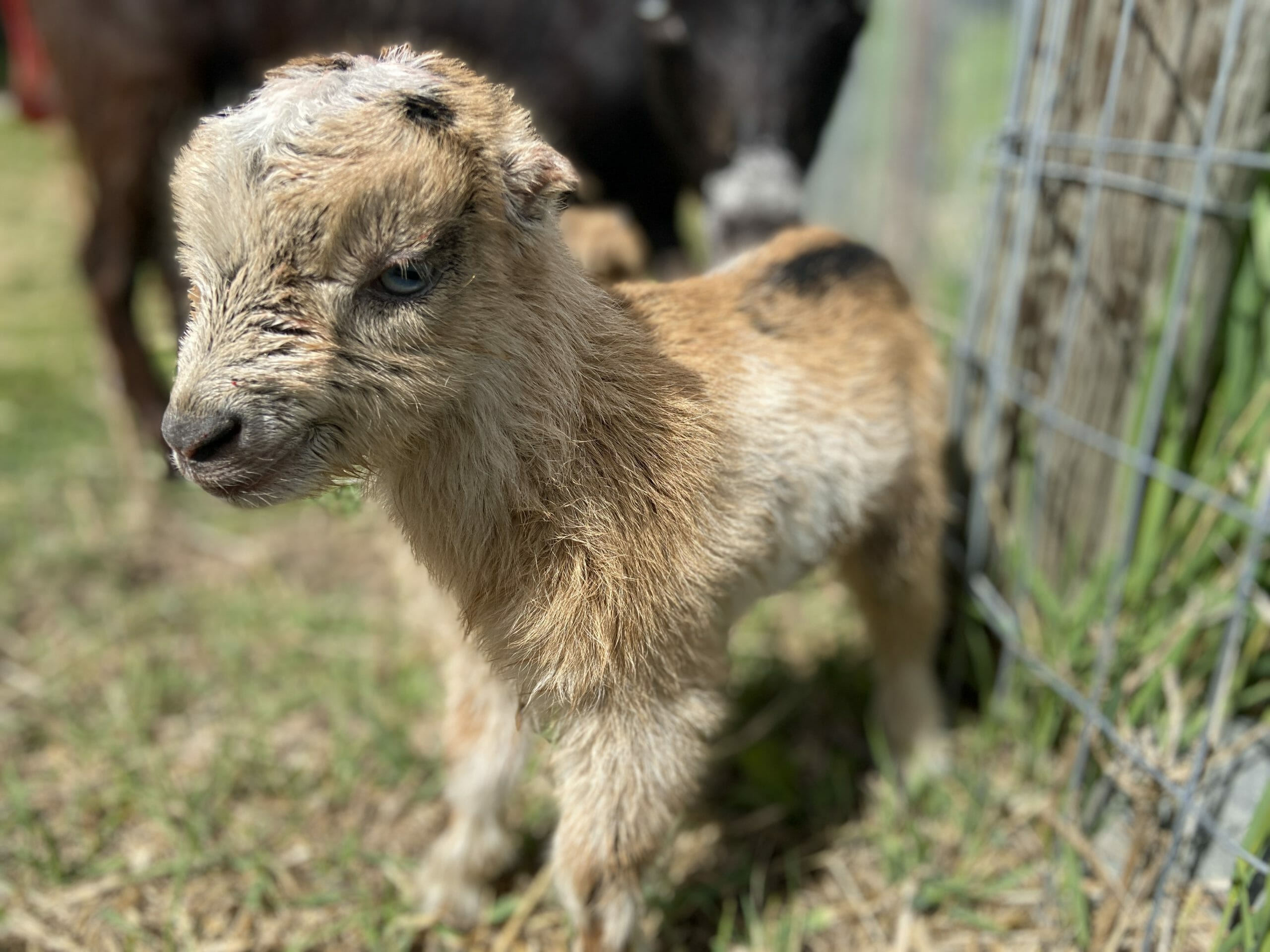 Goats - Crocus Bluff Farms