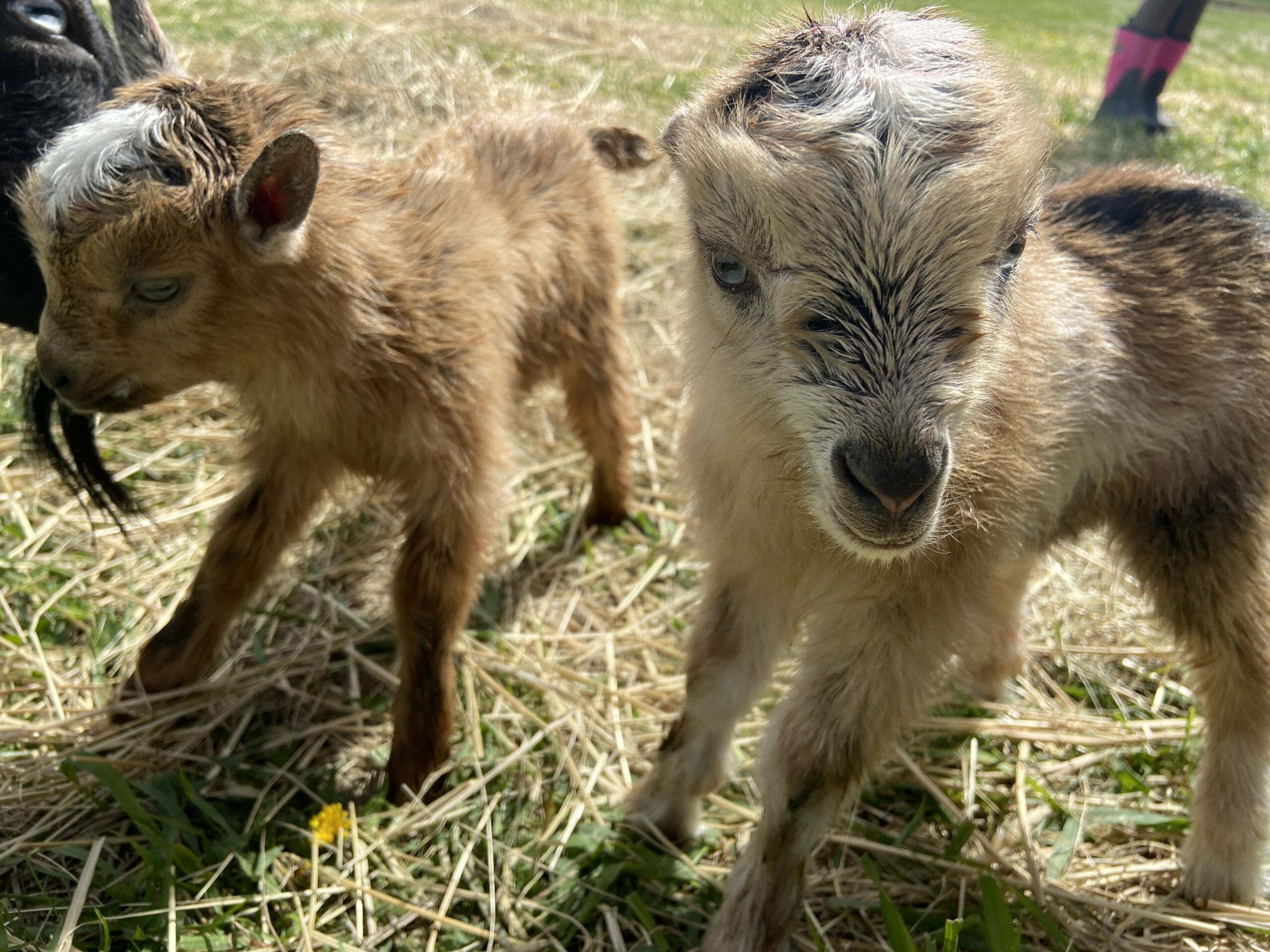 Goats - Crocus Bluff Farms