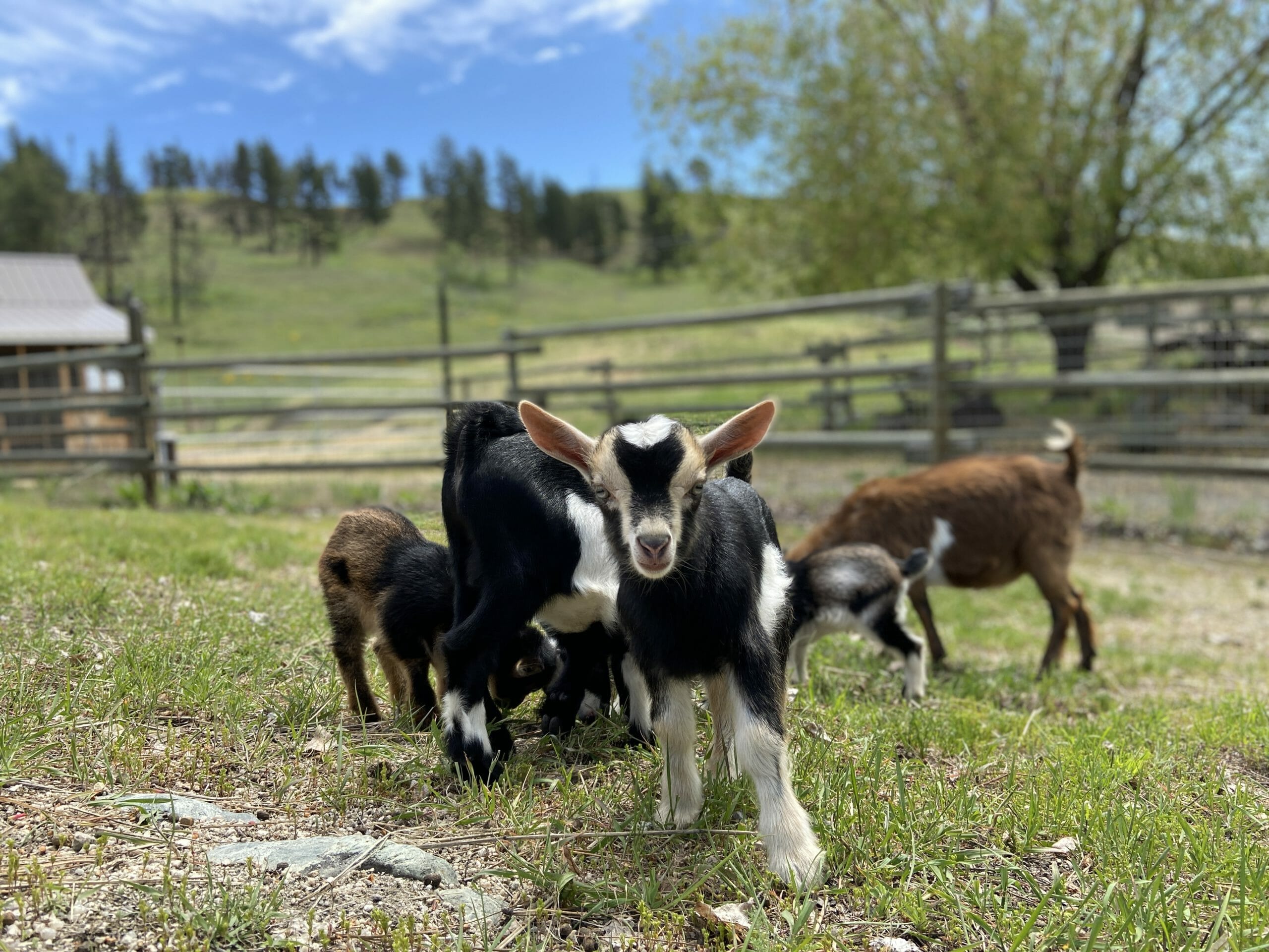 Goats - Crocus Bluff Farms
