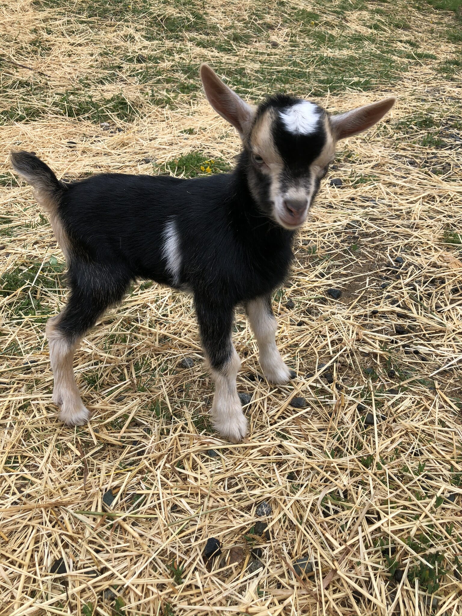Goats - Crocus Bluff Farms