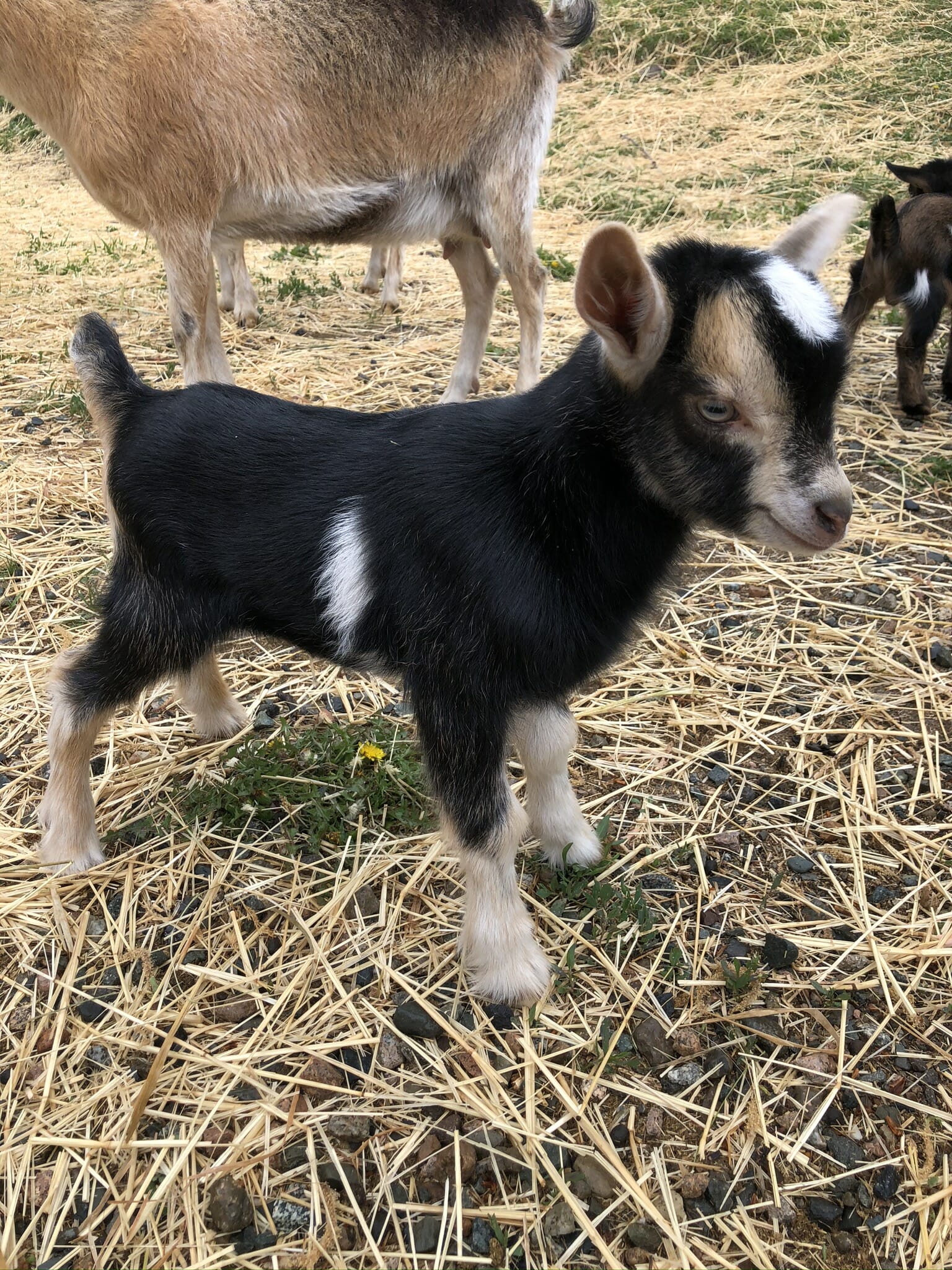 Goats - Crocus Bluff Farms