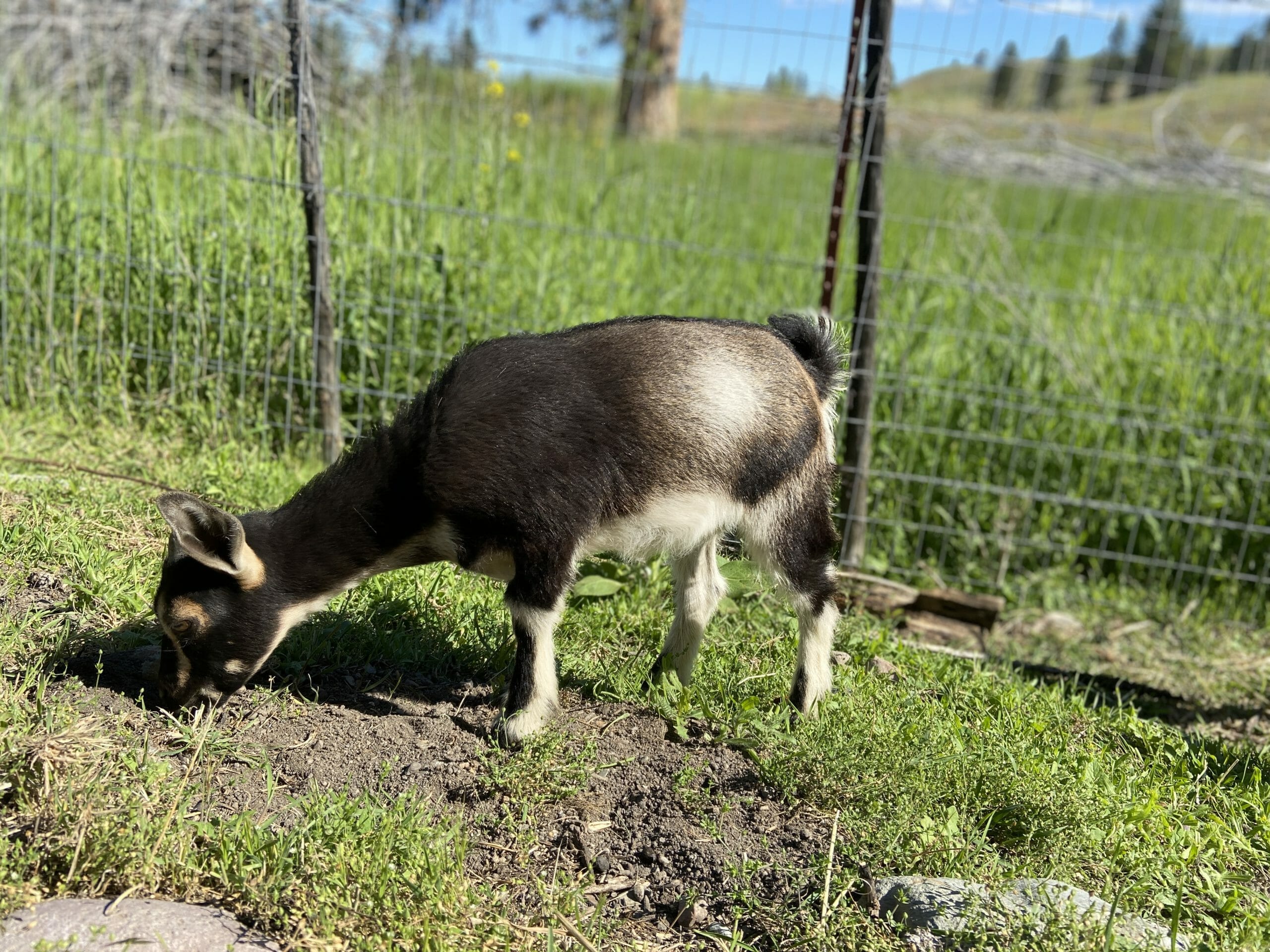 Goats - Crocus Bluff Farms