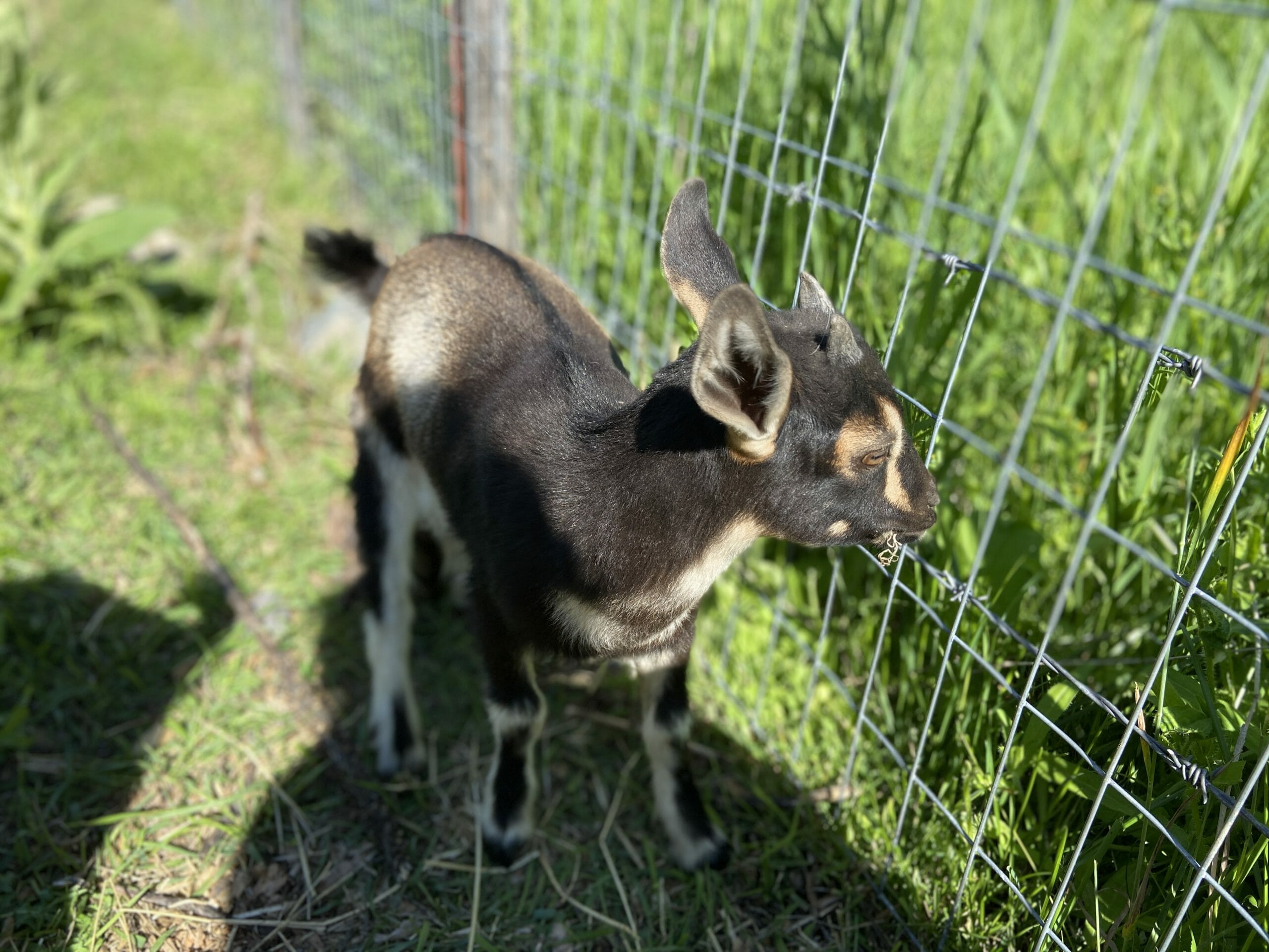 Goats - Crocus Bluff Farms