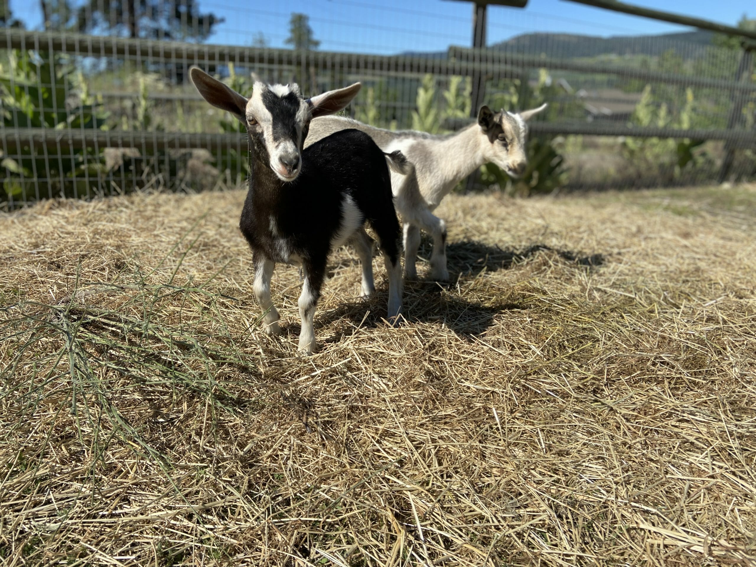 Goats - Crocus Bluff Farms