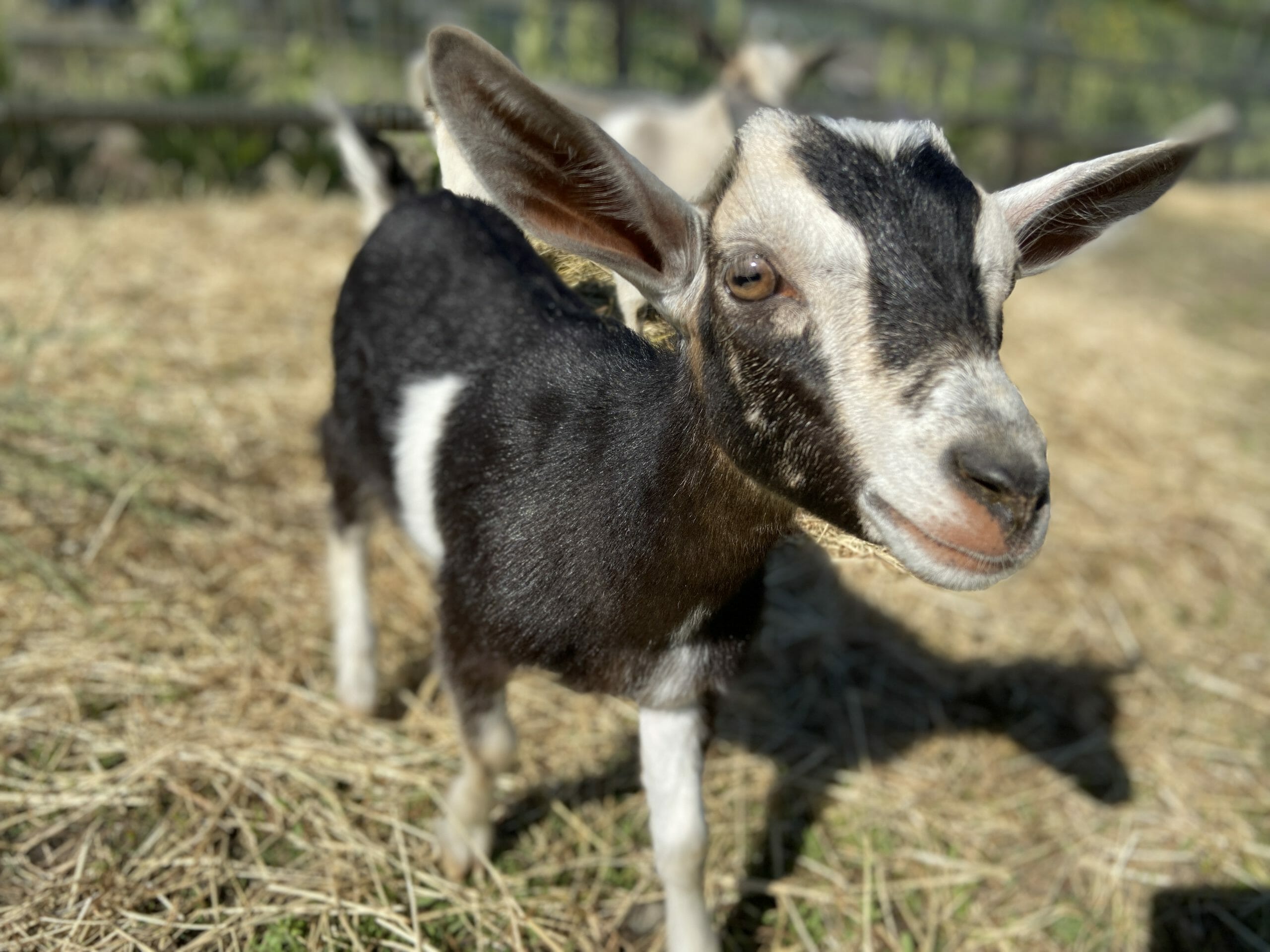 Goats - Crocus Bluff Farms