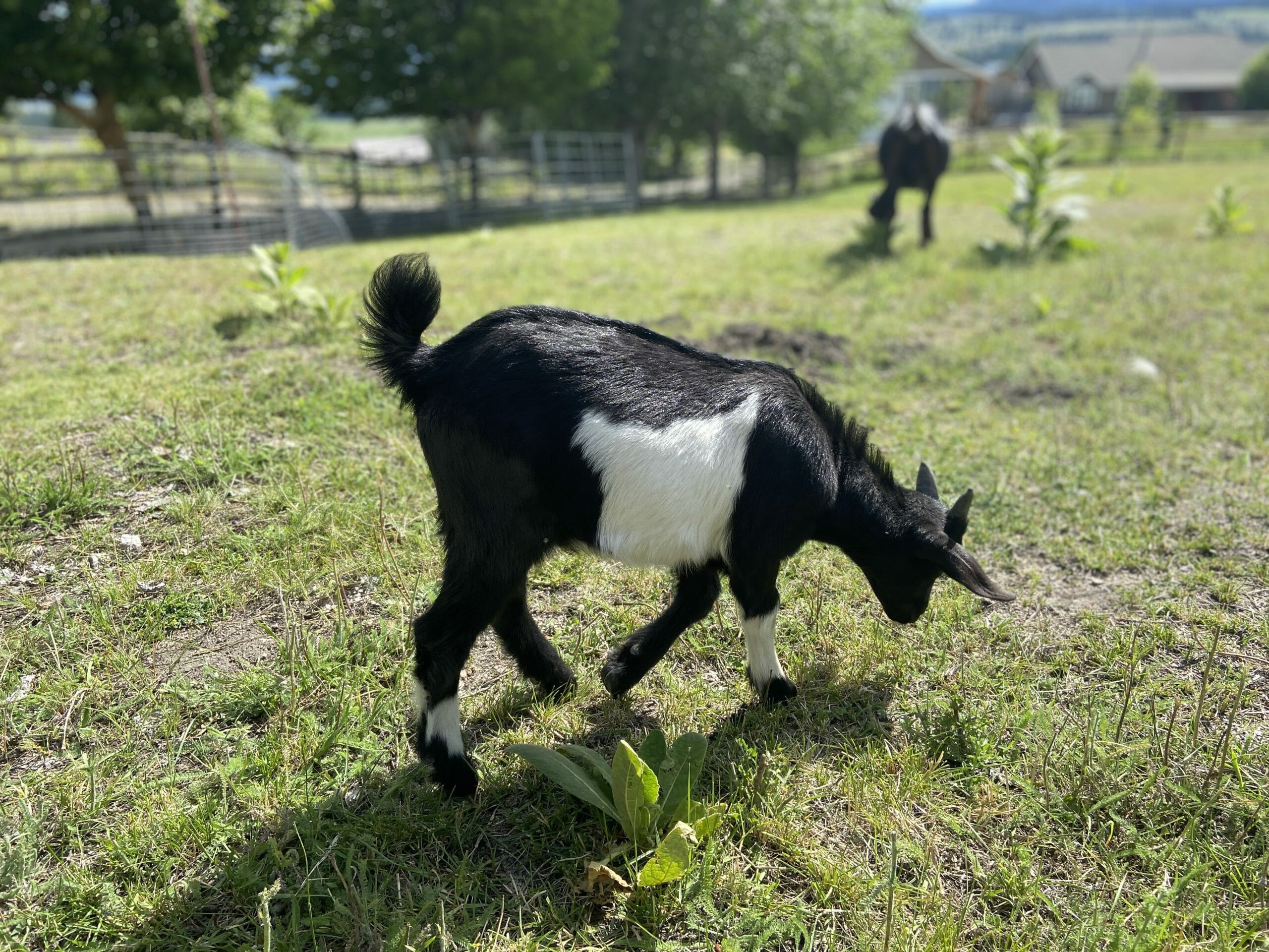 Goats - Crocus Bluff Farms