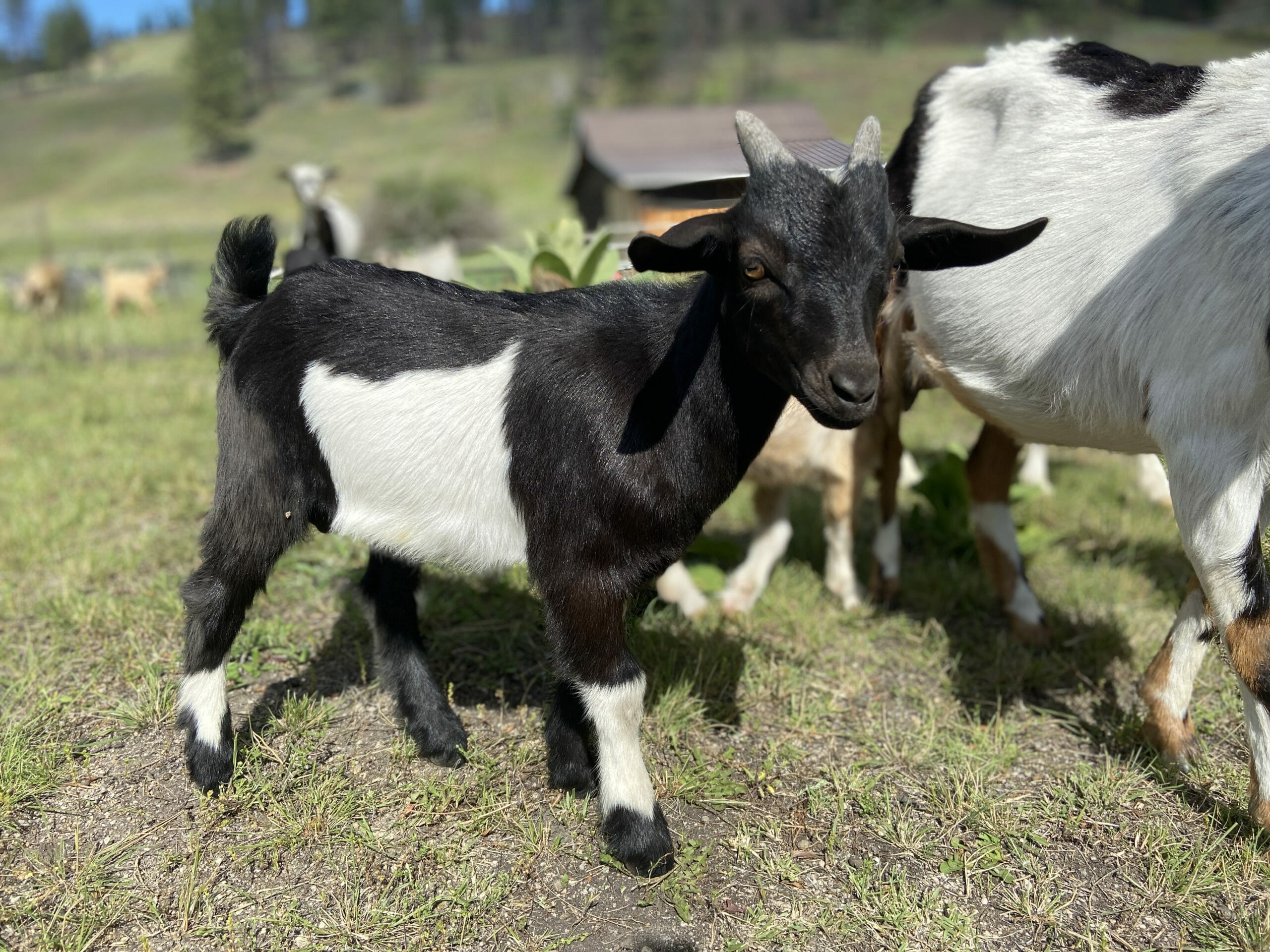 Goats - Crocus Bluff Farms