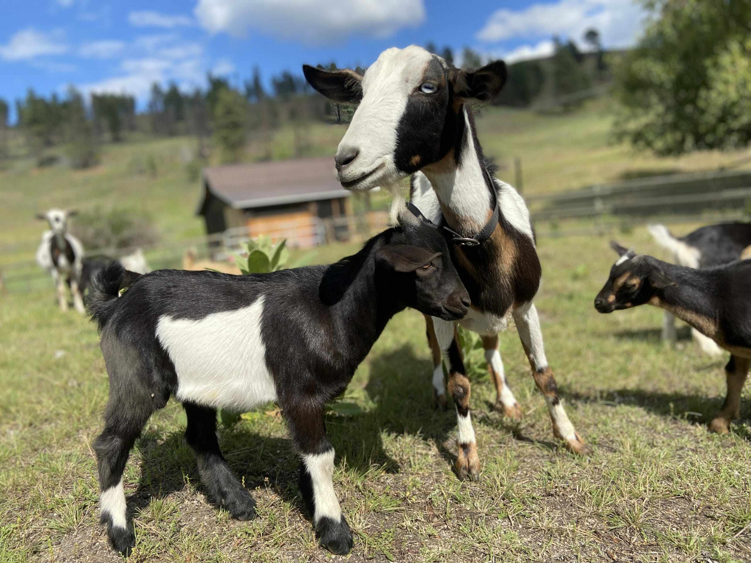Goats - Crocus Bluff Farms