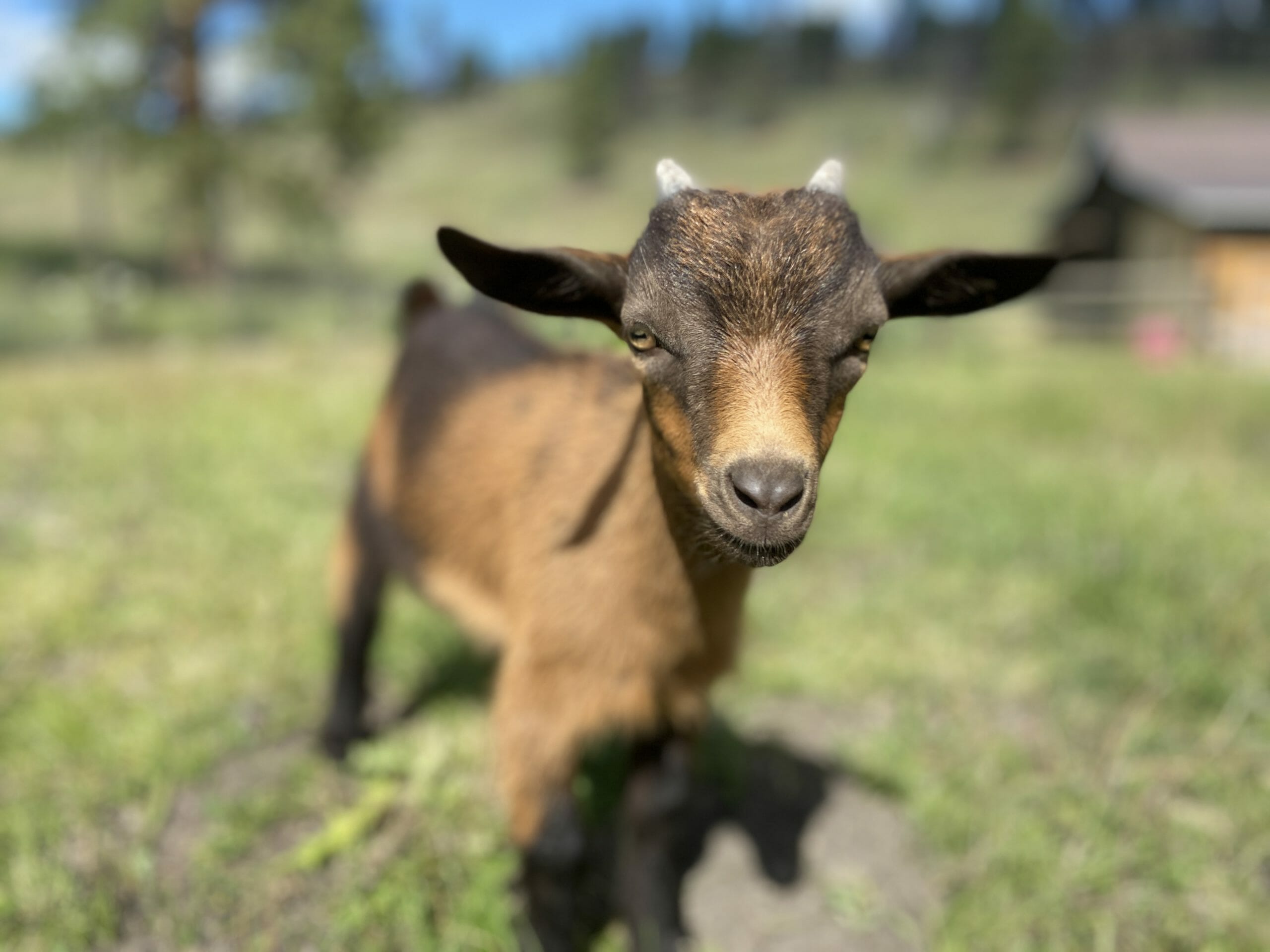 Goats - Crocus Bluff Farms