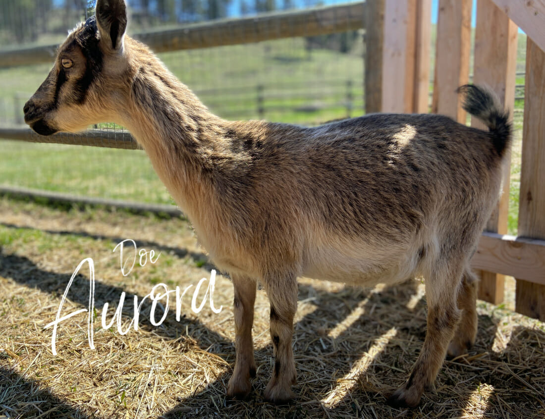 Goats - Crocus Bluff Farms
