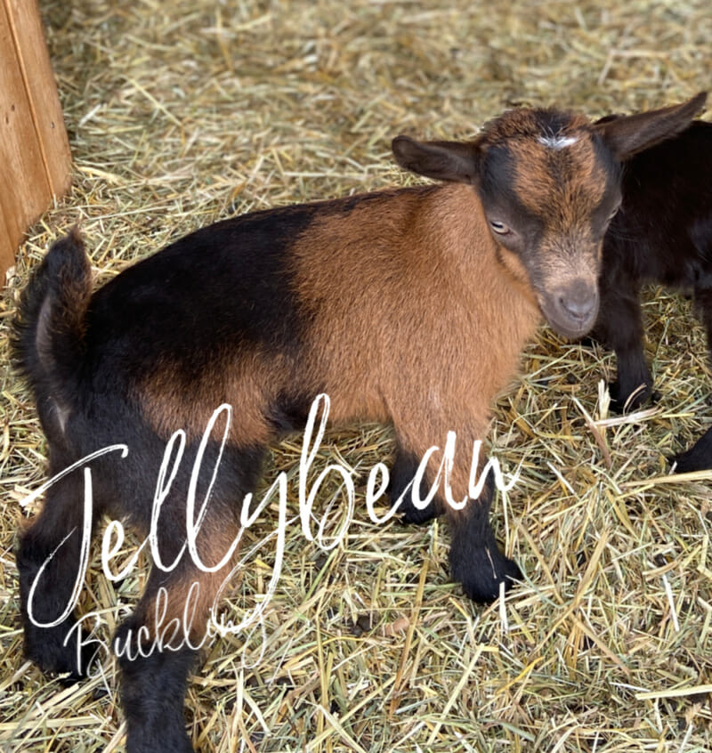 Goats - Crocus Bluff Farms