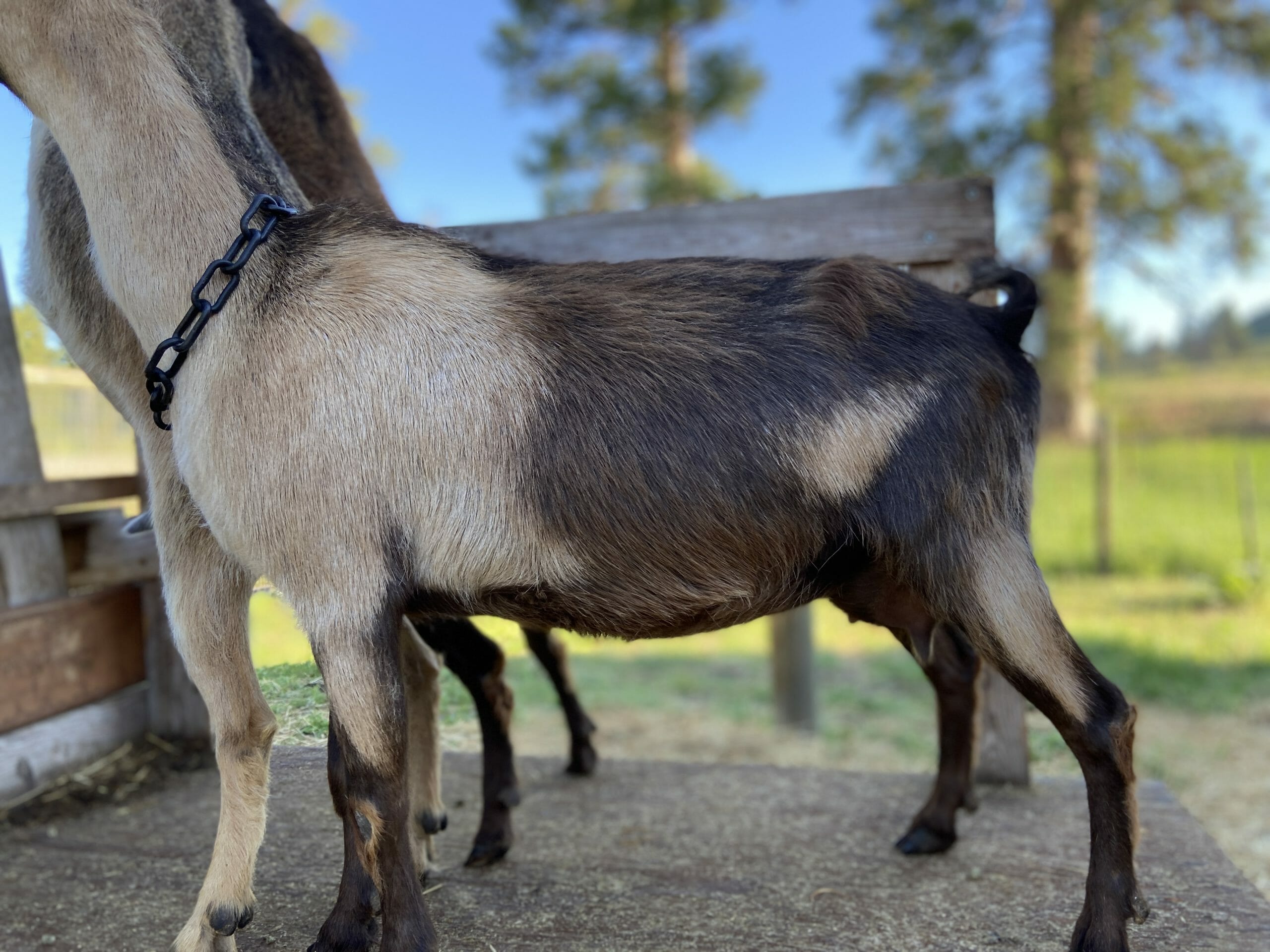 Goats - Crocus Bluff Farms