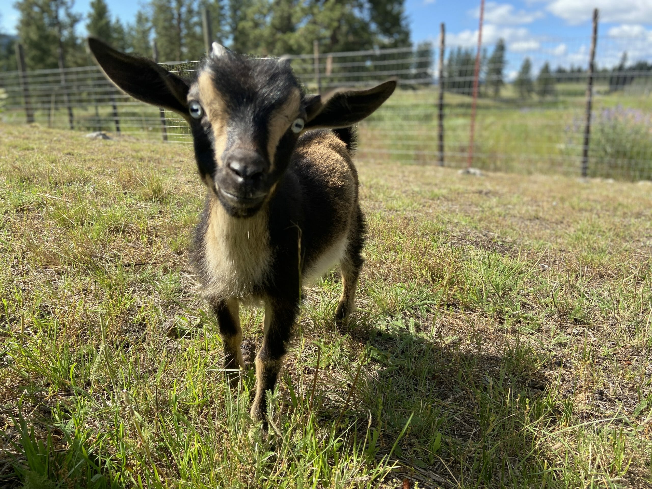 Goats - Crocus Bluff Farms