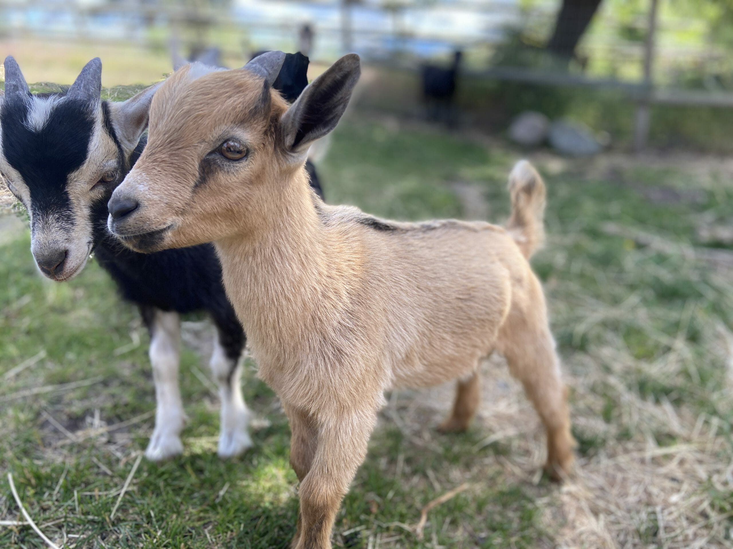 Goats - Crocus Bluff Farms